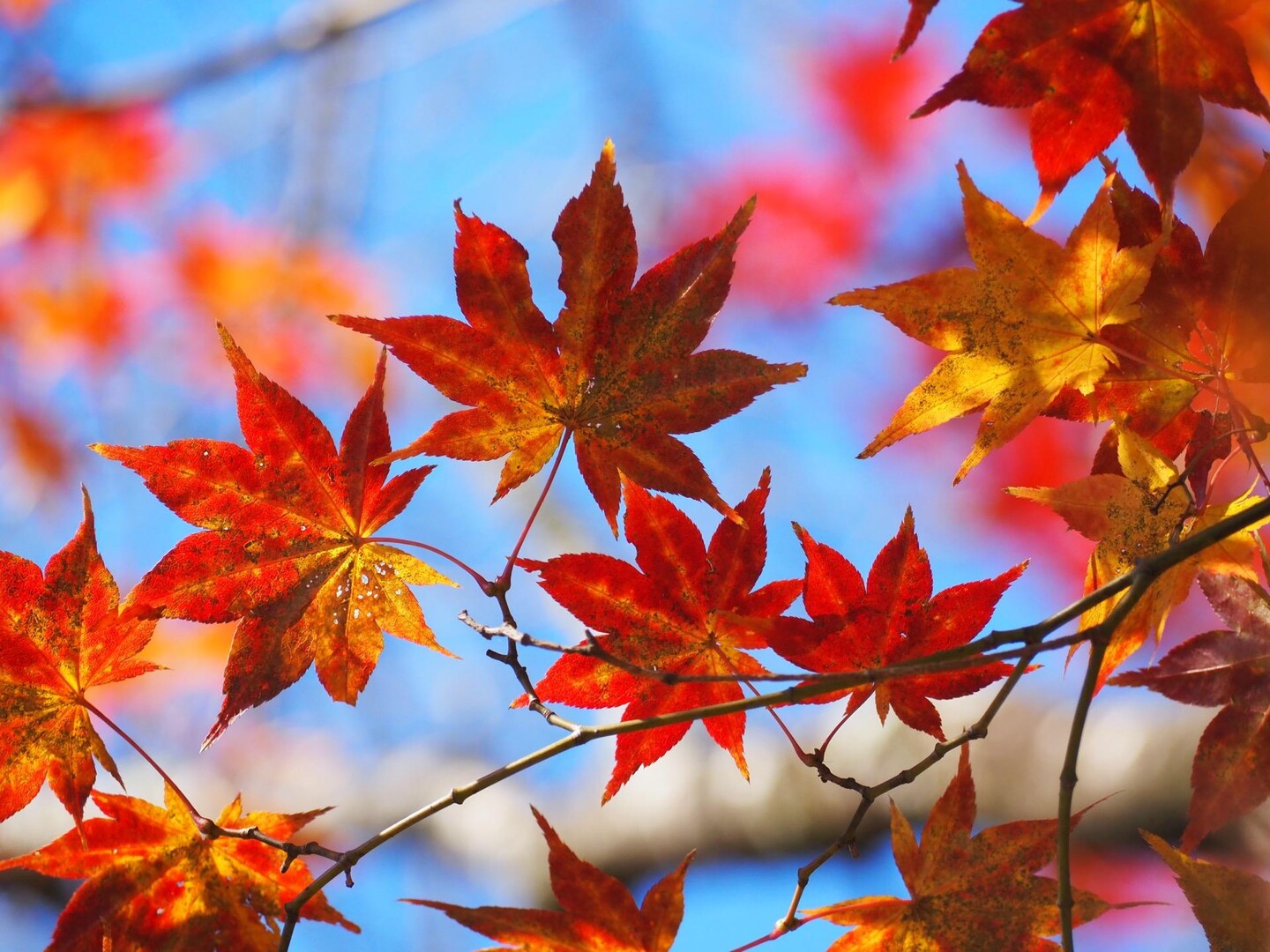 桜山 / micoさんの御荷鉾山・オドケ山・桐ノ城山の活動データ | YAMAP / ヤマップ