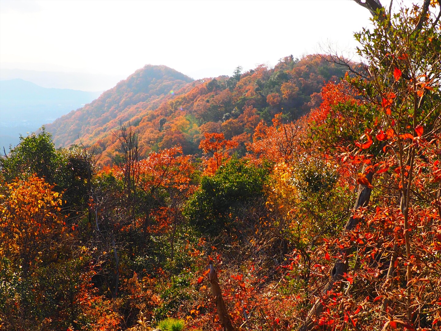 箕作山・太郎坊山 / sensaさんの箕作山・太郎坊山の活動日記 | YAMAP / ヤマップ