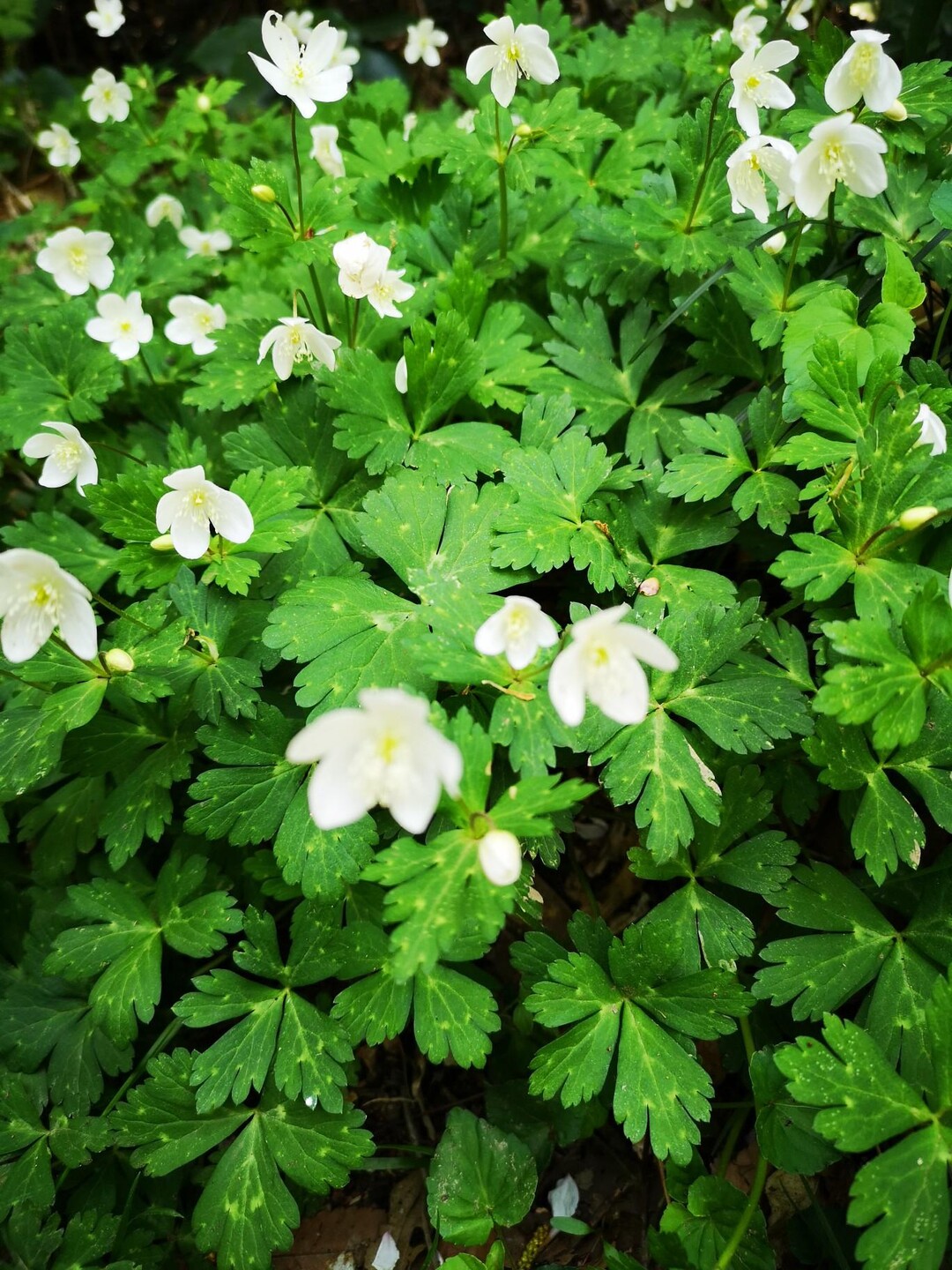 大楠山(湘南国際村から前田橋) / tarouさんの三浦アルプス・二子山・仙元山の活動データ | YAMAP / ヤマップ