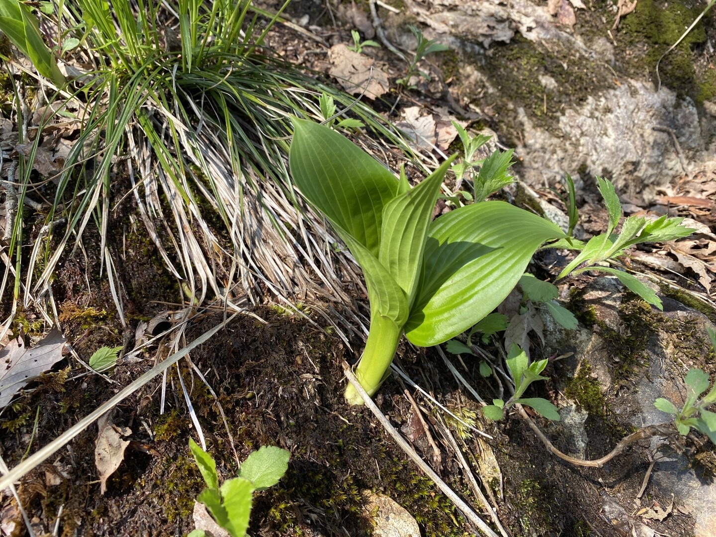 薬師山R4-1 / K.Racingさんの金山町の活動データ | YAMAP / ヤマップ