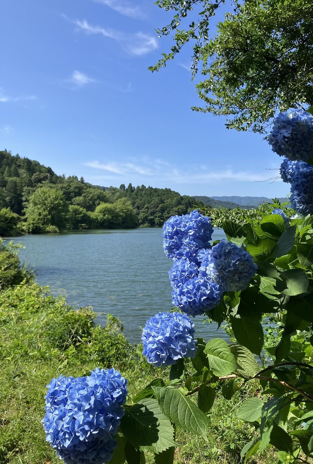 大岩山・賤ヶ岳 / Pu-さんさんの賤ヶ岳・山本山の活動データ | YAMAP / ヤマップ