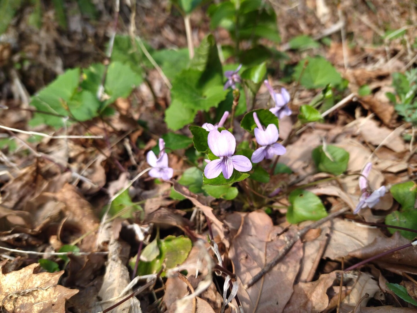 高岳山・高城山・高森山 / nrh_bm（熊鈴の響き）さんの能代市の活動データ | YAMAP / ヤマップ