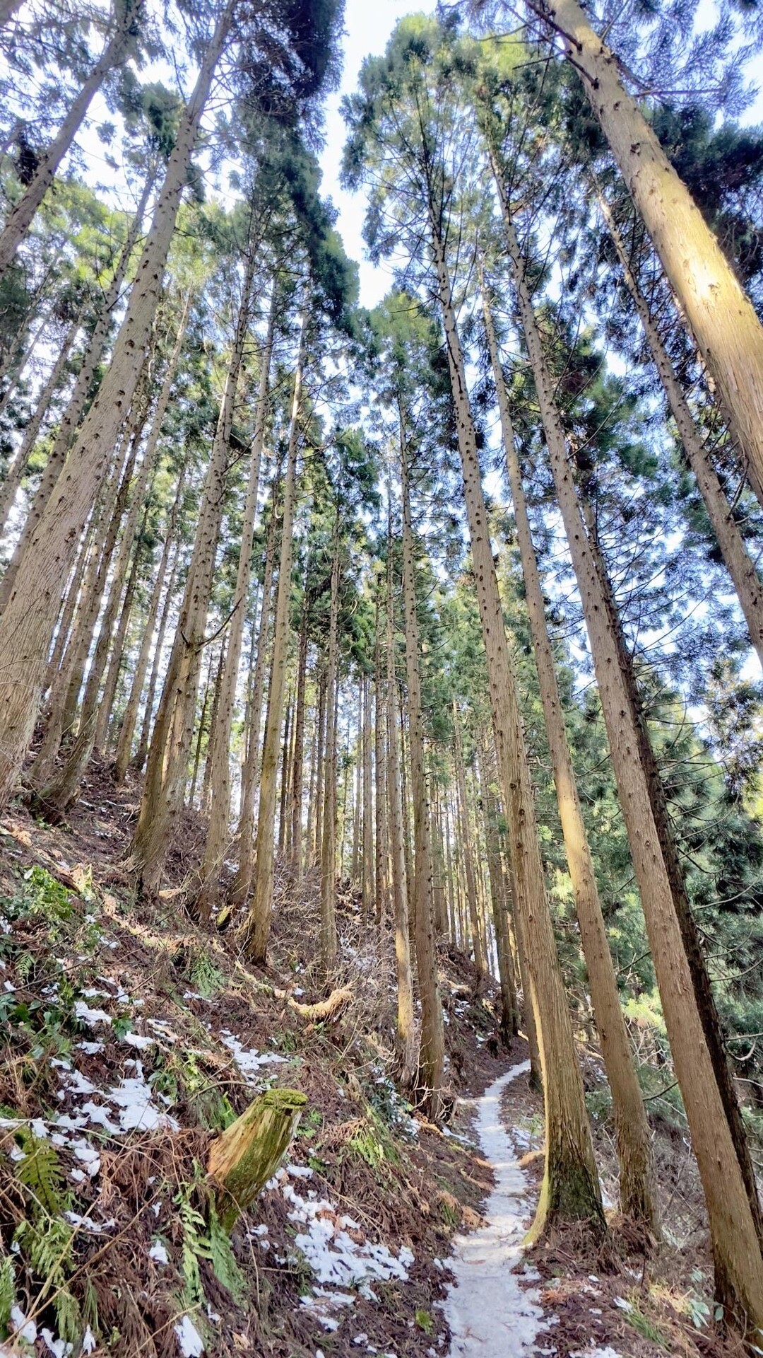 長根山・秋葉山・鳳凰山 みいろ🦛 ︎ / nepukoさんの鳳凰山の活動データ | YAMAP / ヤマップ
