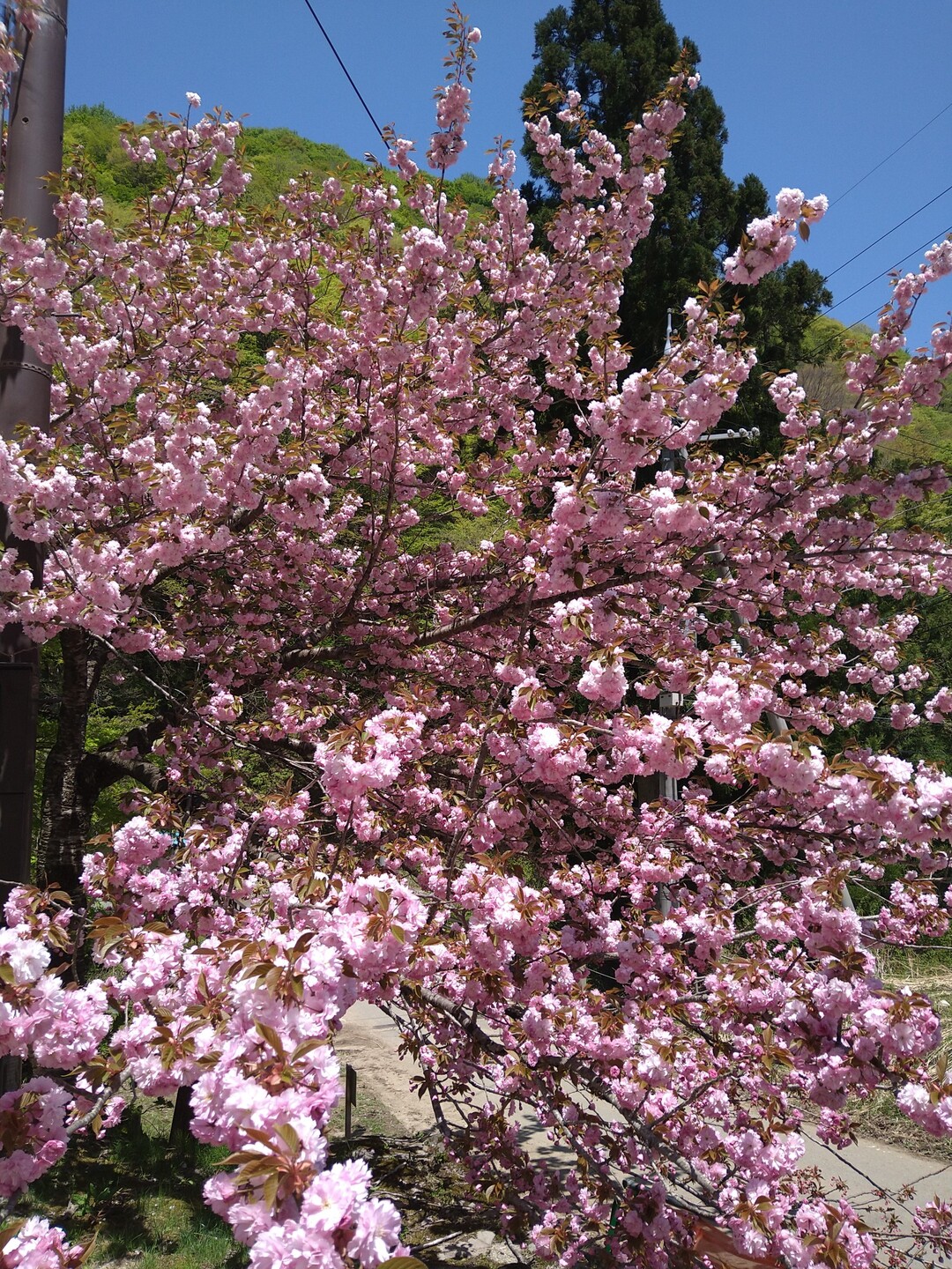 まなっPさんの投稿したフィールドメモ | YAMAP / ヤマップ