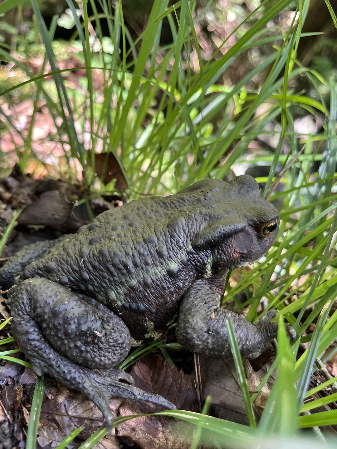 棒ノ嶺（棒ノ折山） / Shuさんの棒ノ折山（棒ノ嶺）の活動データ | YAMAP / ヤマップ