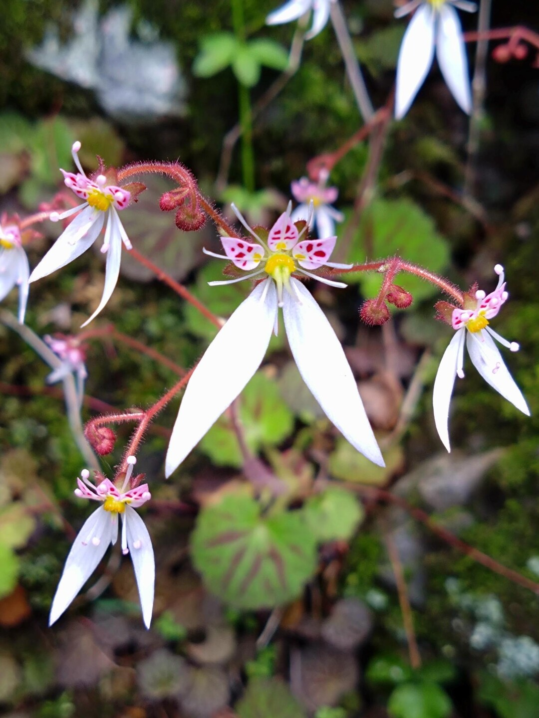 高尾山(ユキノシタ) / Nagaさんの高尾山・陣馬山・景信山の活動データ | YAMAP / ヤマップ