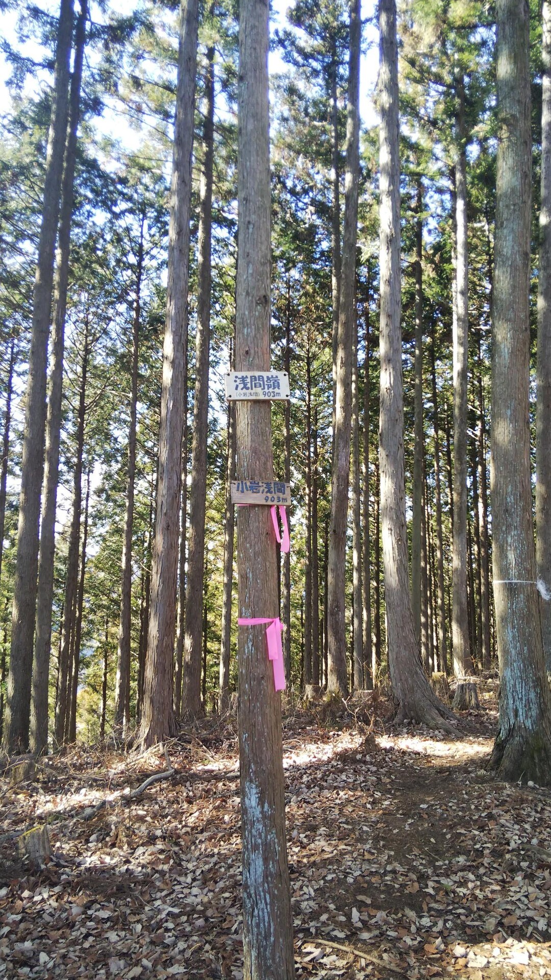 浅間嶺（小岩浅間）・ムケシノ頭 / mametakaさんの大岳山・御岳山・御前山の活動データ | YAMAP / ヤマップ