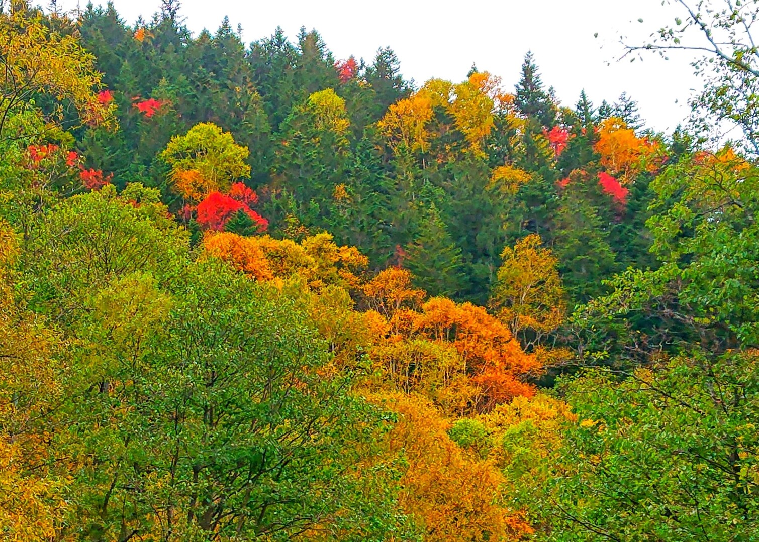 one year ago 🍁 / ミヒルさんのモーメント | YAMAP / ヤマップ