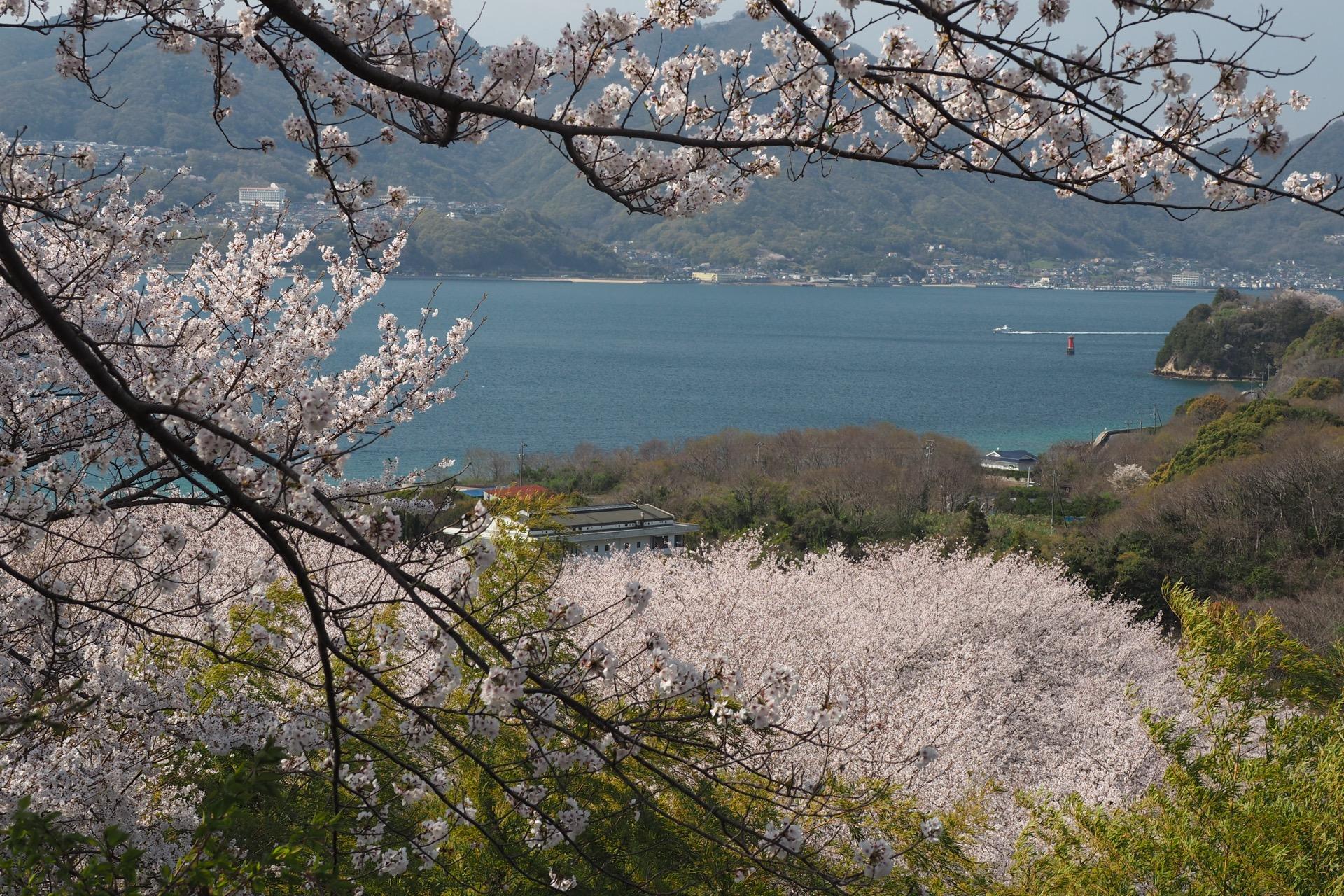 佐木島-塔の峰千本桜 / cocoさんの佐木島の活動データ | YAMAP / ヤマップ
