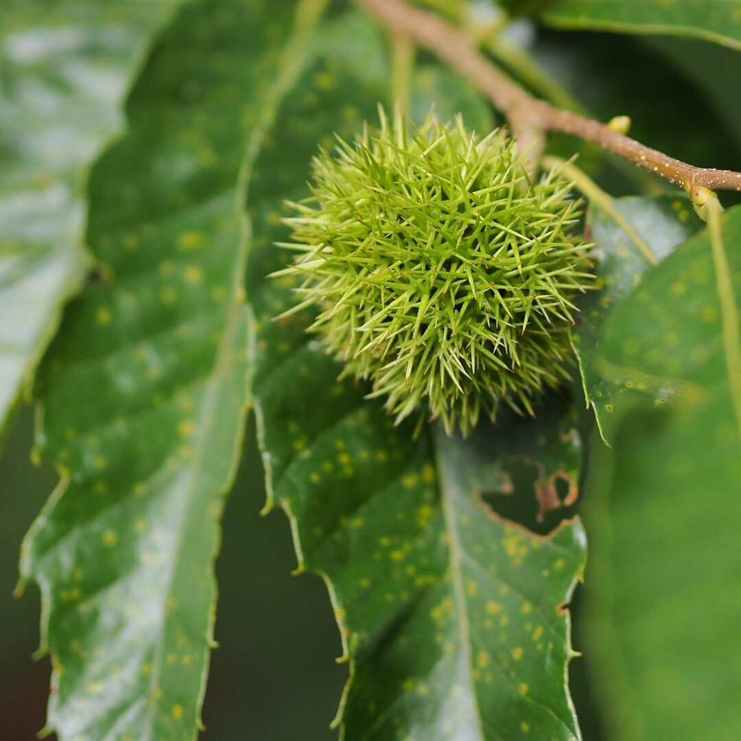 イガ栗見かけました。もう直ぐ秋ですね。 ... / Hikoさんのモーメント | YAMAP / ヤマップ