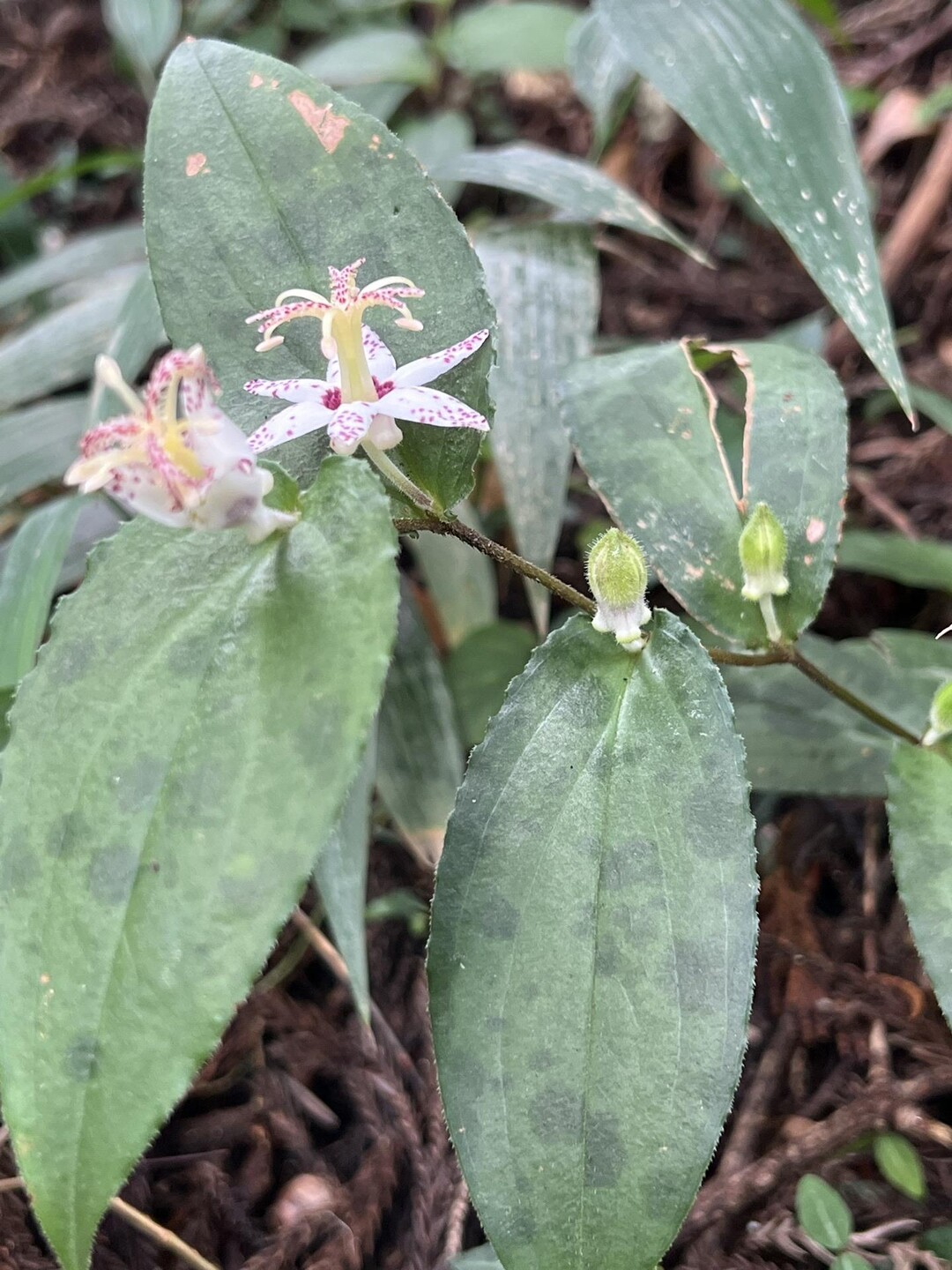 またまた初めましての富幕山 / Naope!さんの富幕山・尉ヶ峰・竜ヶ石山の活動データ | YAMAP / ヤマップ