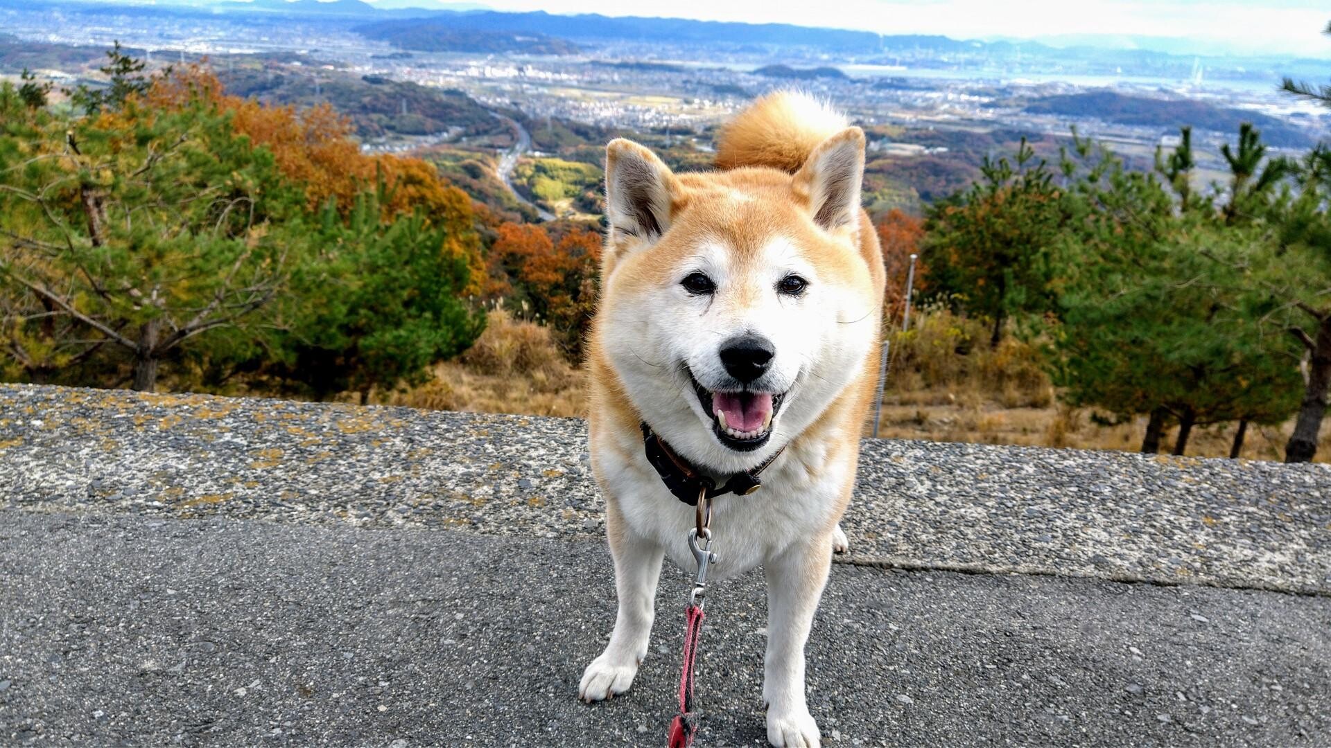 大石山・遙照山 / 潤さんの遙照山の活動データ | YAMAP / ヤマップ