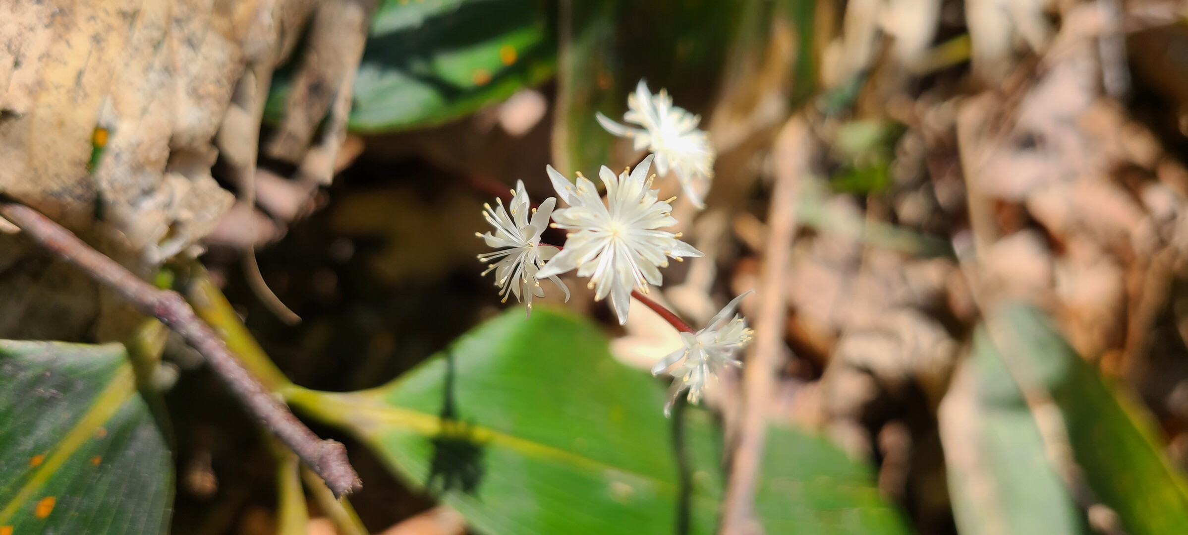 花の二上山🌼 🌸Part2 / tamtamさんのモーメント | YAMAP / ヤマップ