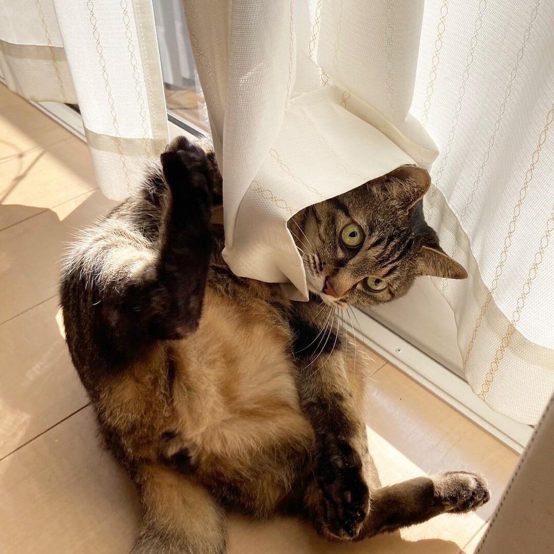 カーテンに絡まって、 助けを求める？ 遊... / mooさんのモーメント | YAMAP / ヤマップ