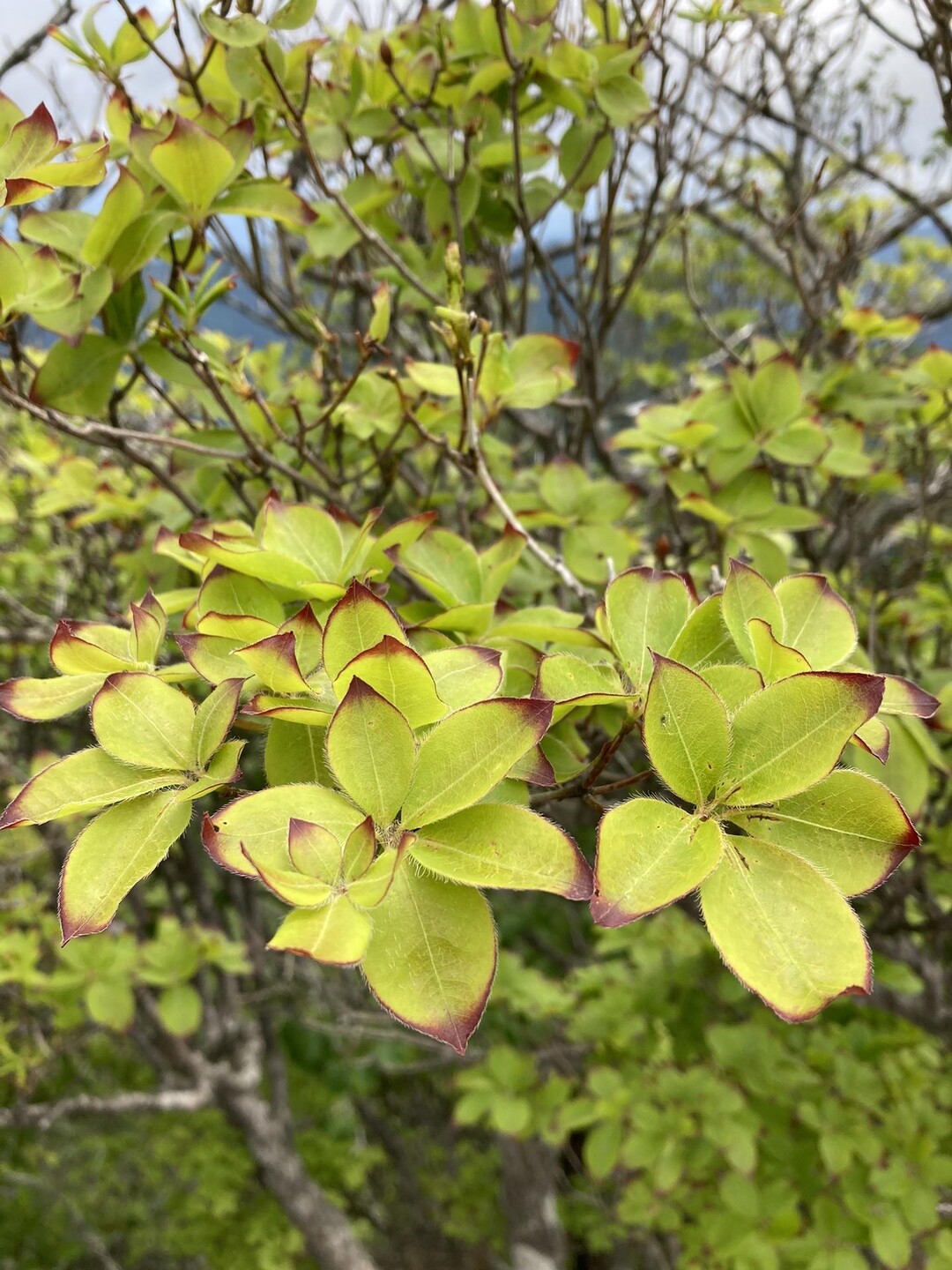 祖母山 / AKKYさんの祖母山の活動データ | YAMAP / ヤマップ
