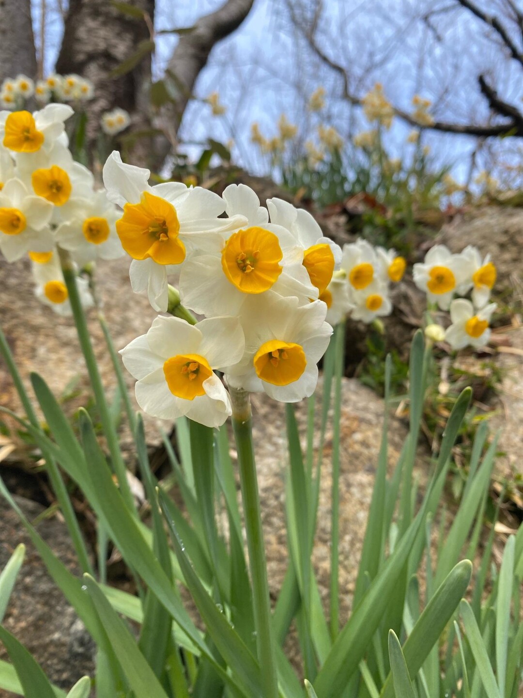 高尾山 水仙は、咲いたかな？ / humieさんの明神山・玉手山の活動データ | YAMAP / ヤマップ