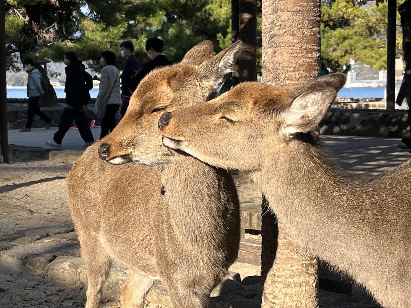 真・100座目を宮島連山で飾る！ / ビスコさんの宮島（厳島）・弥山の活動データ | YAMAP / ヤマップ