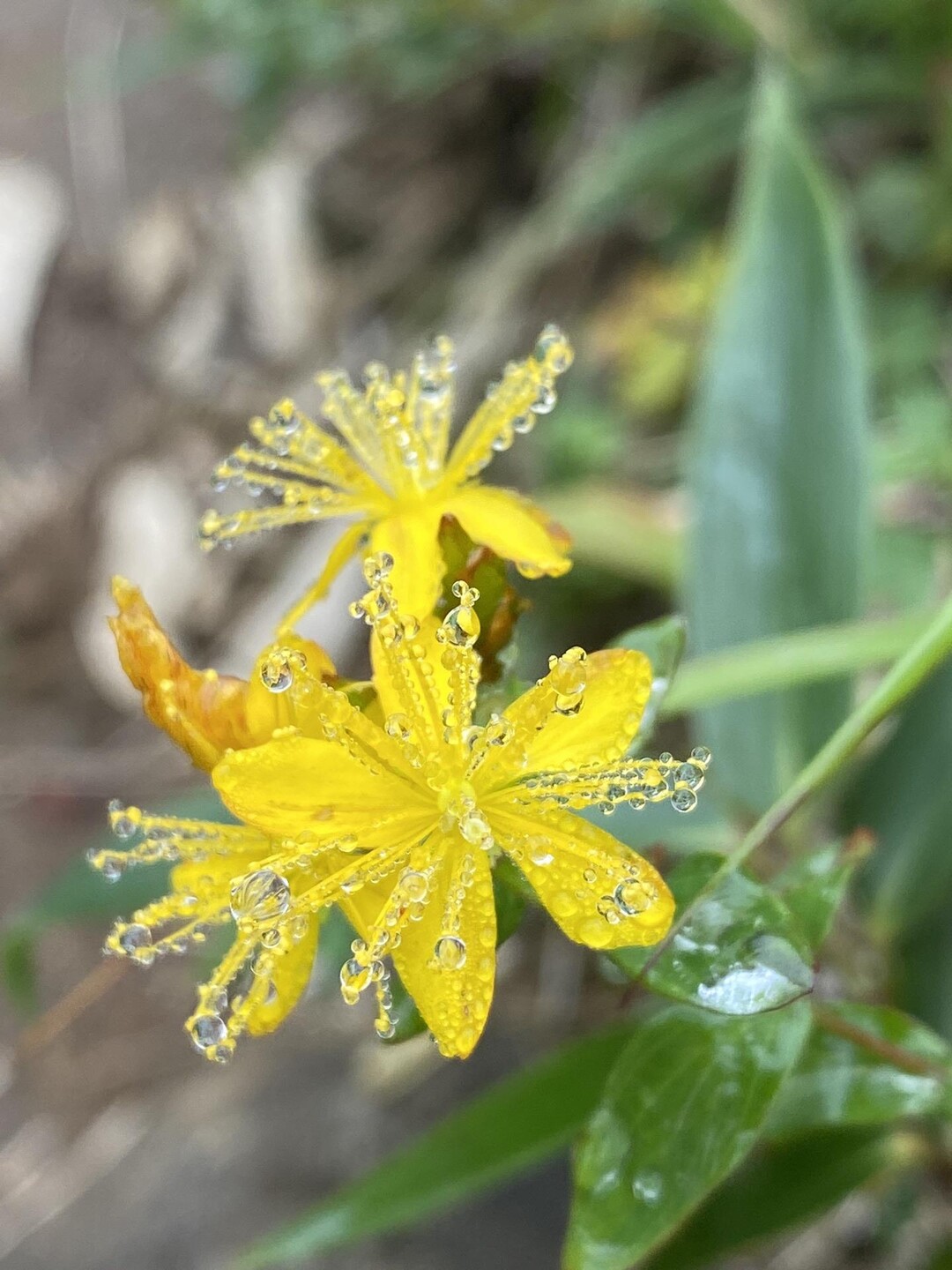 須立山・三本槍岳 / zuko@さんの茶臼岳（那須岳）・三本槍岳・赤面山の活動データ | YAMAP / ヤマップ