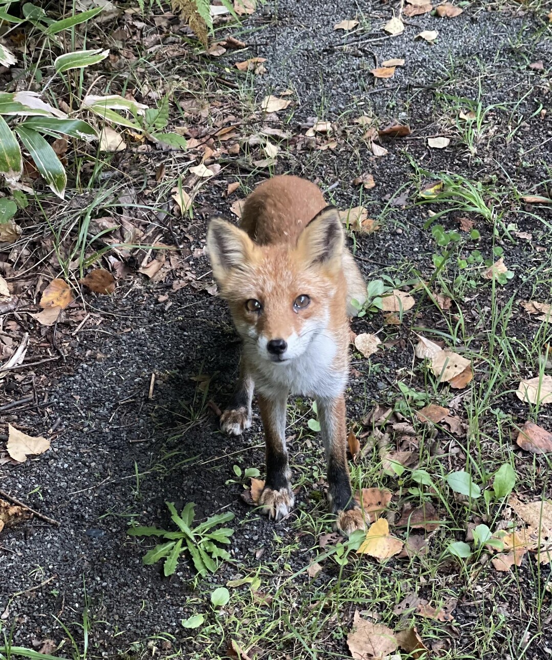 焼山 / dadswebさんの白旗山の活動データ | YAMAP / ヤマップ