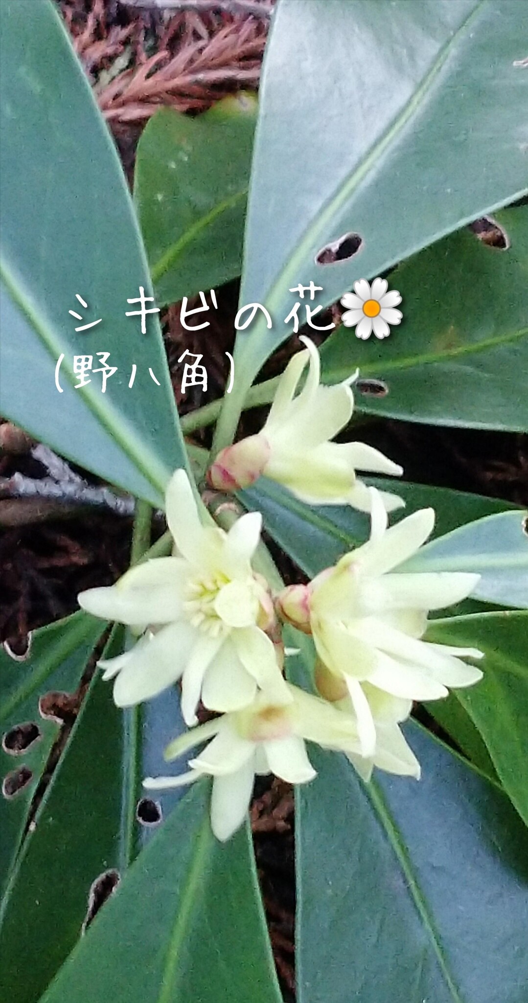 寺谷〜live📸・葛城⛩️→穴熊 / くまさんさんの金剛山・二上山・大和葛城山の活動データ | YAMAP / ヤマップ