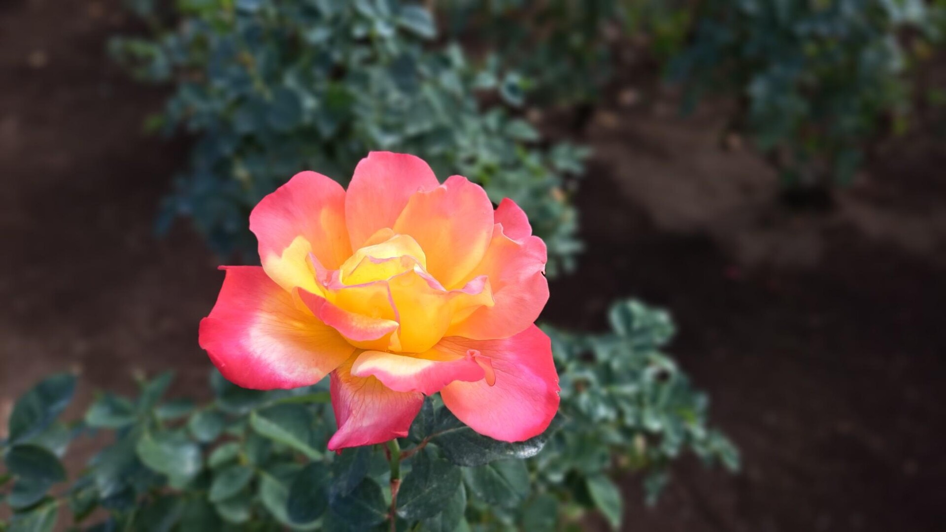 神代植物公園のバラフェスタに行って来まし... / el28さんのモーメント | YAMAP / ヤマップ