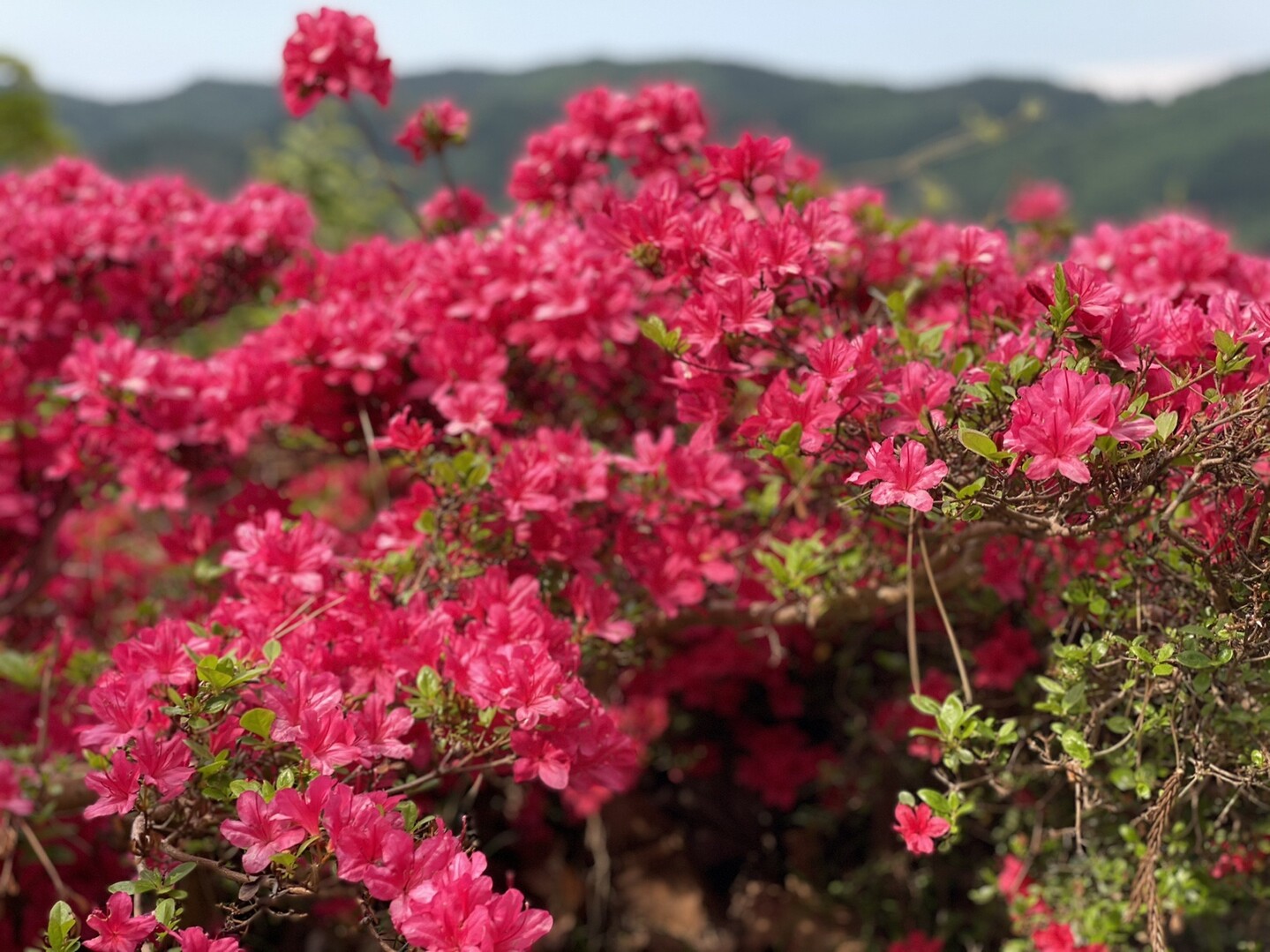 ウォーキング-2022-05-20 / KIKIさんのウォーキングの活動データ | YAMAP / ヤマップ