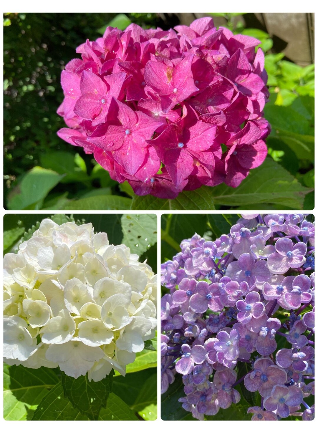 My Garden ラベンダー咲きまし... / バウママさんのモーメント | YAMAP / ヤマップ