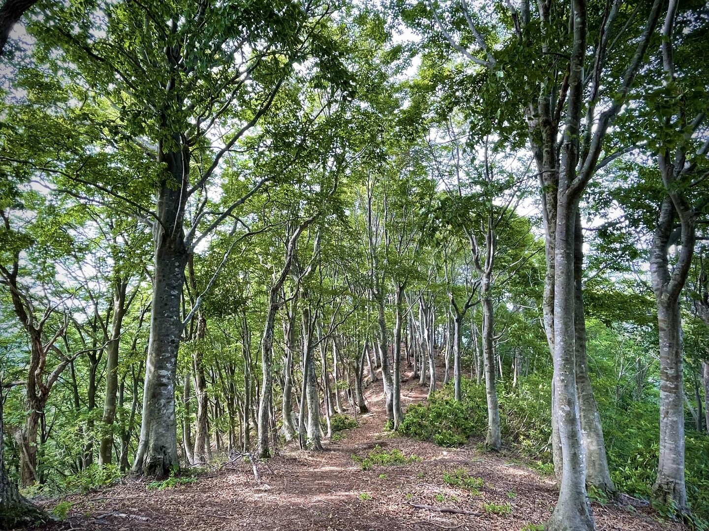 ホノケ山☀️ / ai nknkさんのホノケ山の活動データ | YAMAP / ヤマップ