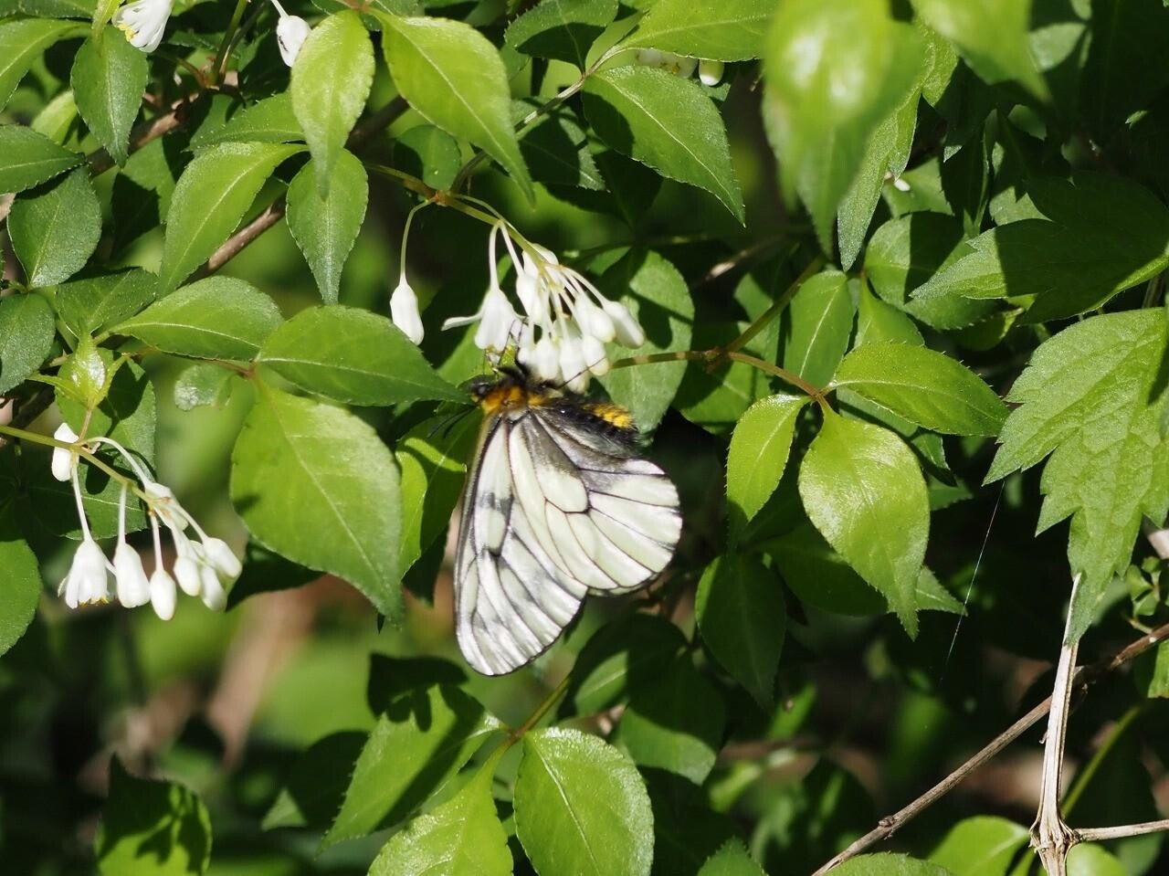 先月の事ですけど、ウスバシロチョウに会え... / JICKさんのモーメント | YAMAP / ヤマップ