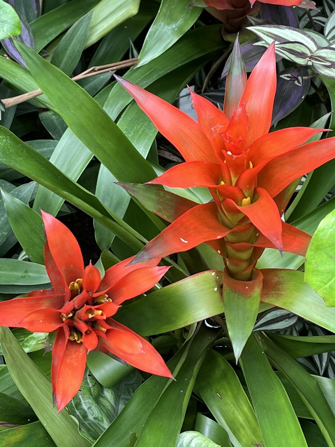 Tokyo Tree Trek (Section 2)-2022-06-26 / ヨギンさんのTokyo Tree Trek (Section 2)の活動日記 | YAMAP / ヤマップ