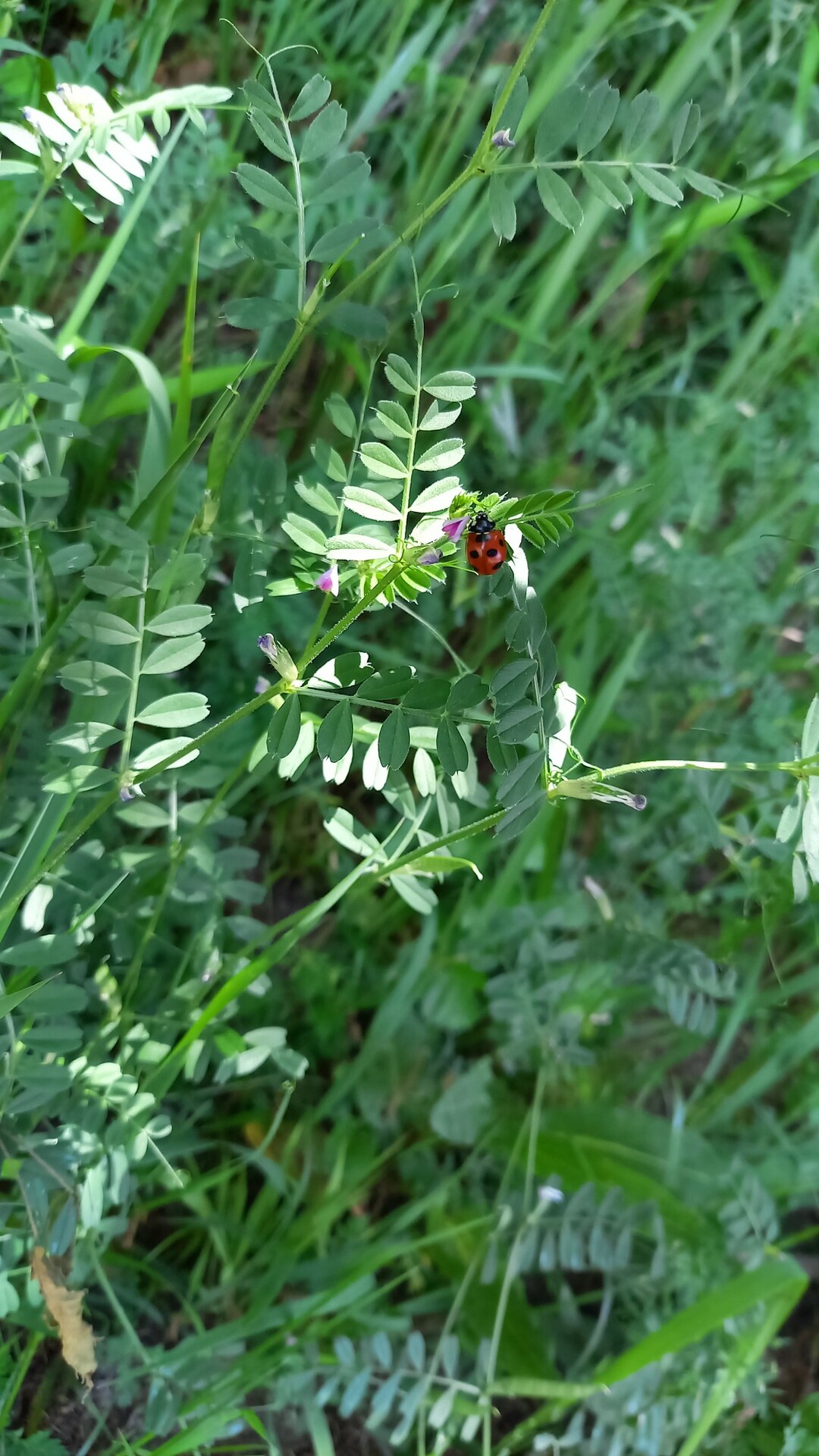 てんとう虫みっけ。 / りかさんのモーメント | YAMAP / ヤマップ