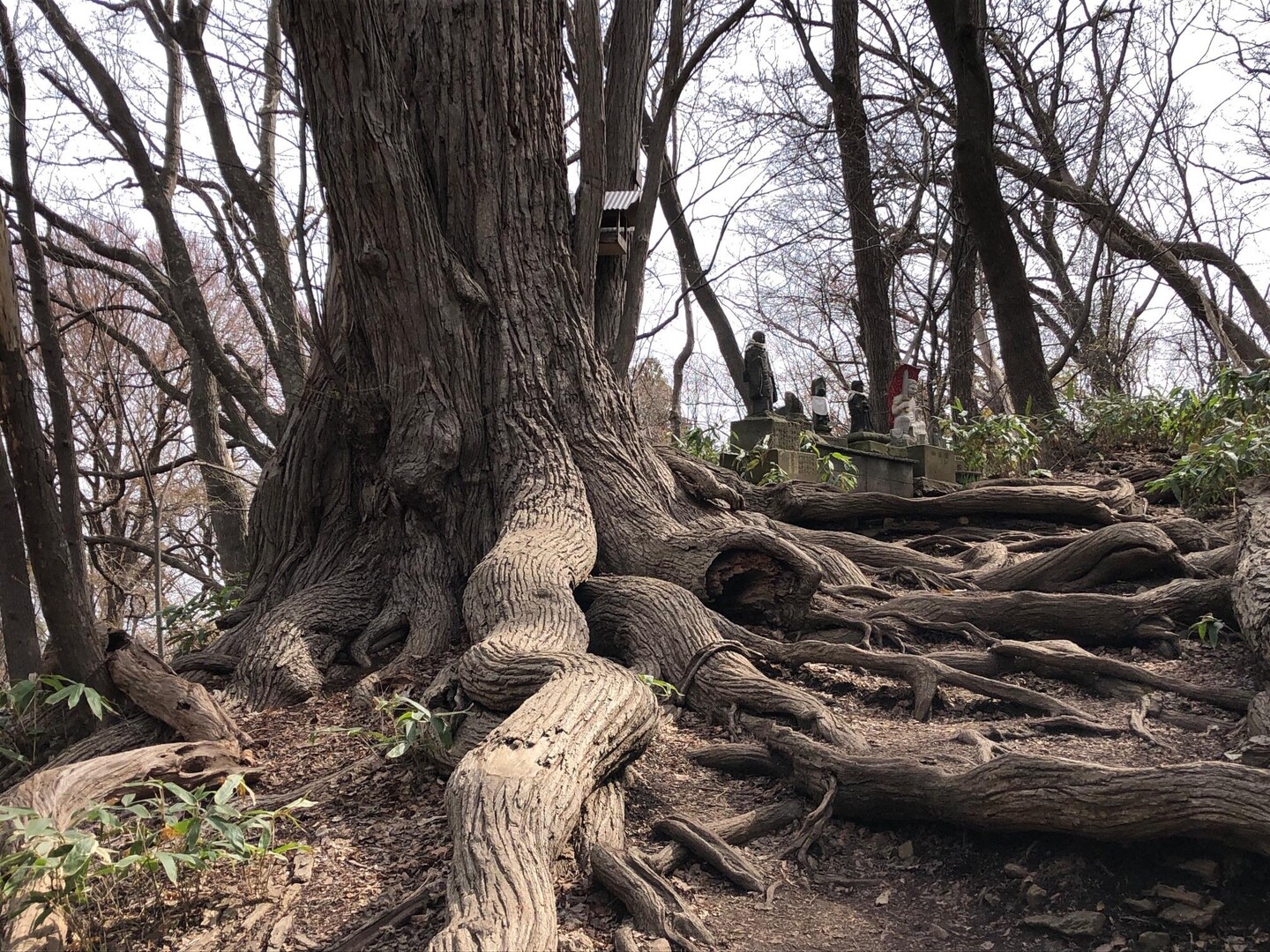 藻岩山・円山 / katuraさんの藻岩山の活動データ | YAMAP / ヤマップ