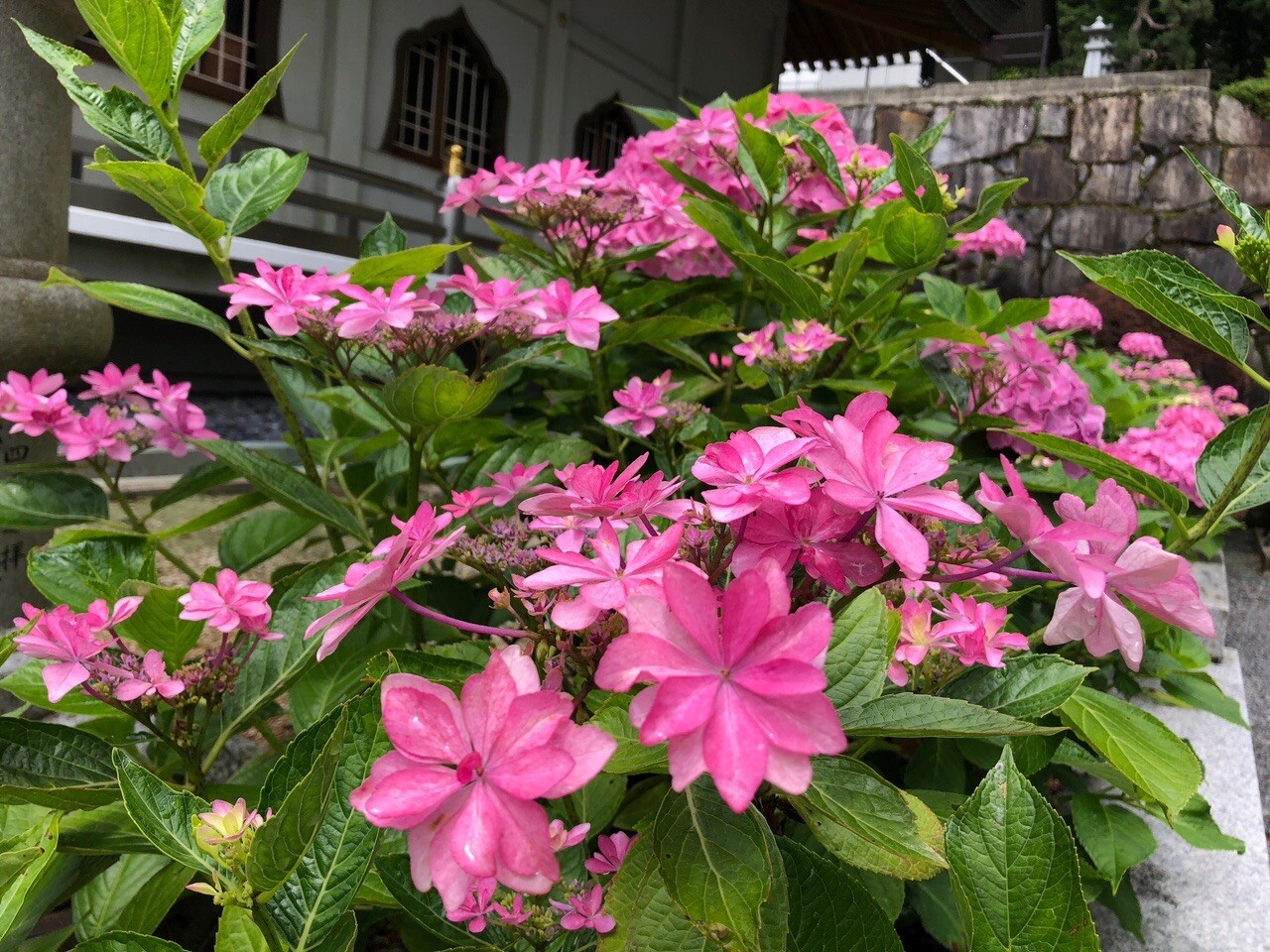 雲辺寺山-2021-07-04 / mt. sugさんの雲辺寺山の活動データ | YAMAP / ヤマップ