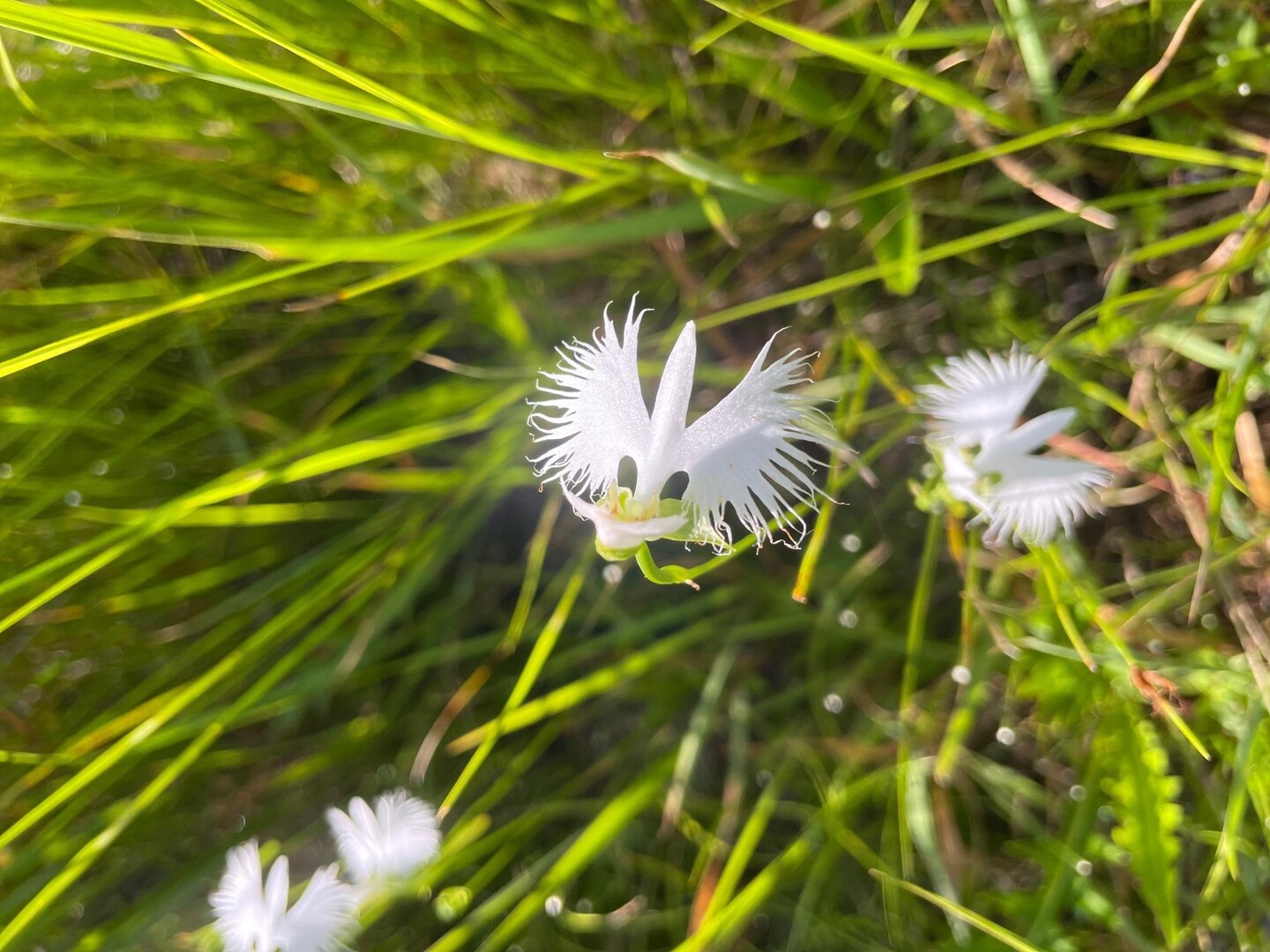馬の背山・八百山・屏風山・北屏風山 / kato8686さんの屏風山の活動データ | YAMAP / ヤマップ