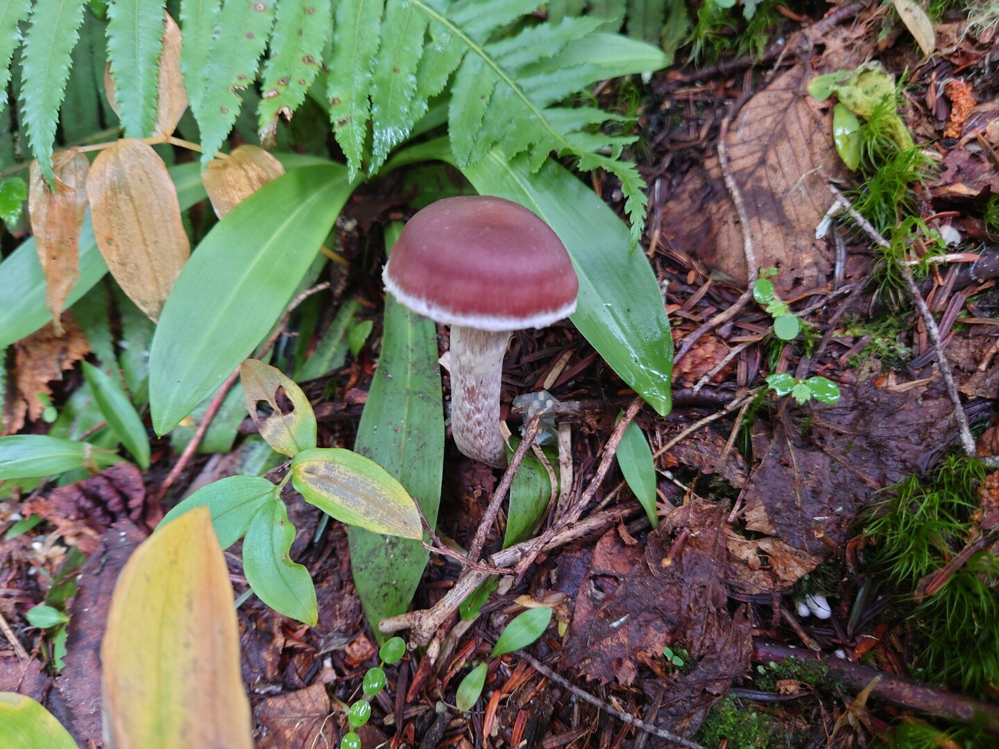 Can I believe you ? ... / H.Kashiさんのモーメント | YAMAP / ヤマップ