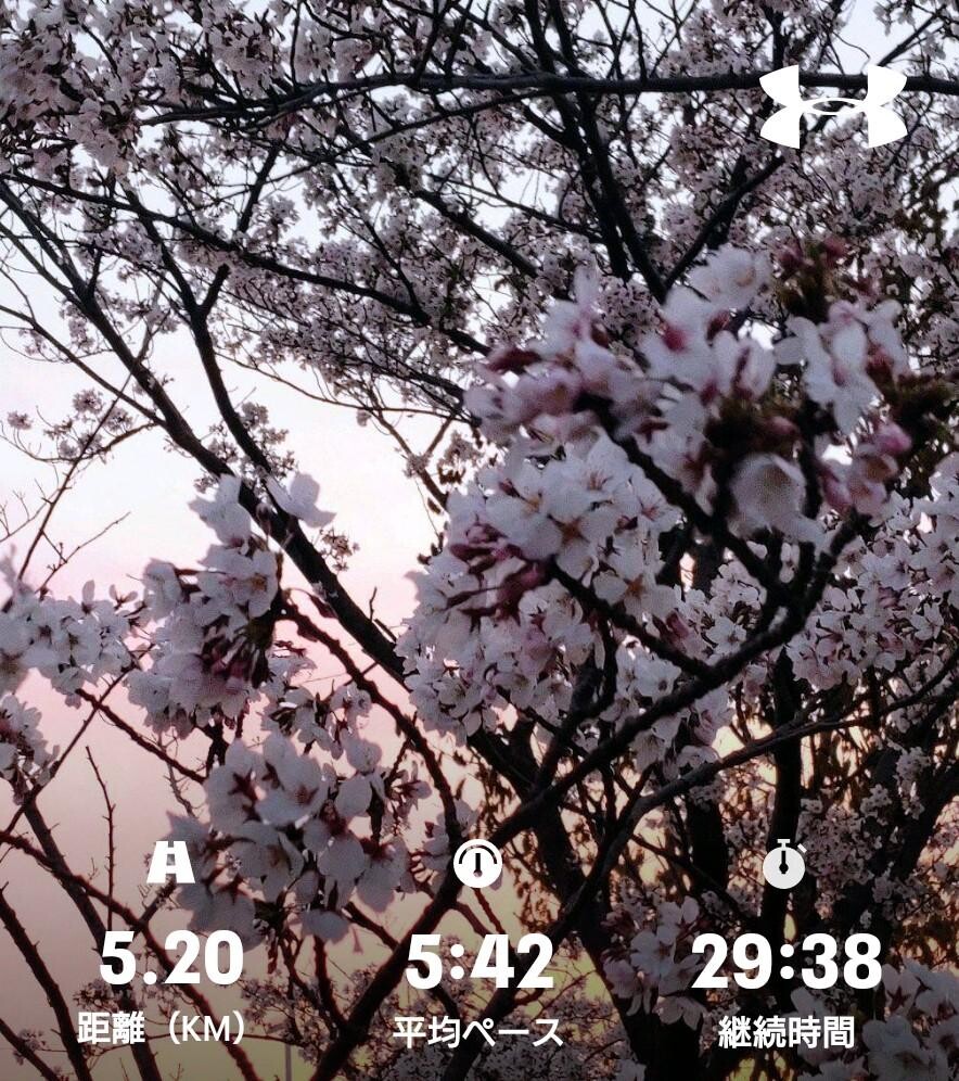 桜を眺めながら週末の夕方ジョギング / ふっきーさんのモーメント | YAMAP / ヤマップ
