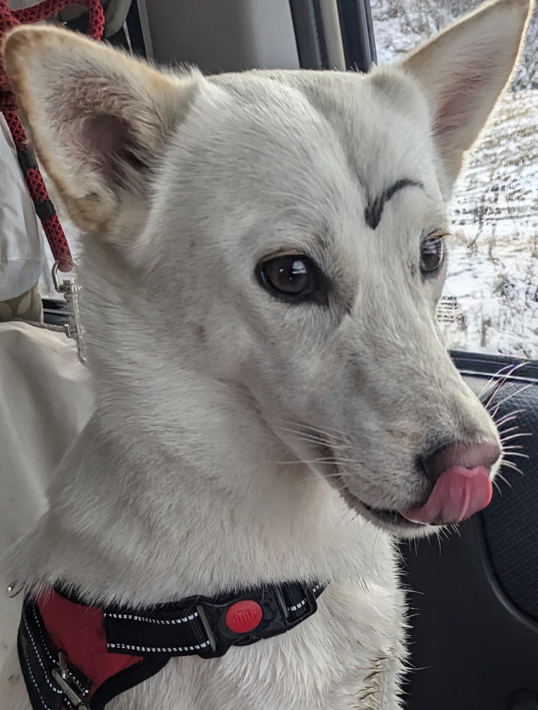 鹿駆除 ジビエ推進事業 / rinaさんのウォーキングの活動データ | YAMAP / ヤマップ