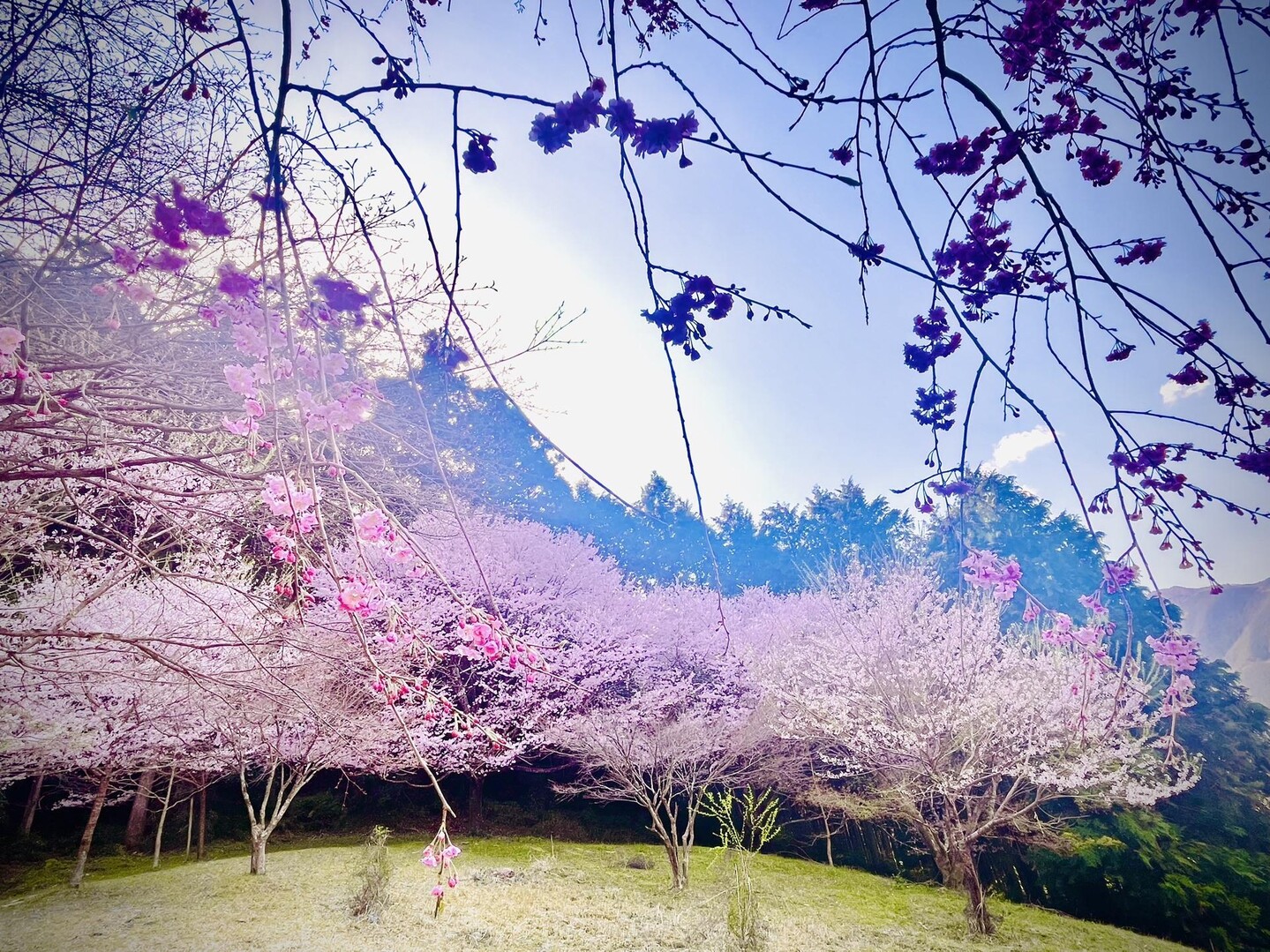 💕のグラデーション🌸満開 春谷寺 -2024-04-01 / kcoさんの松阪市の活動データ | YAMAP / ヤマップ