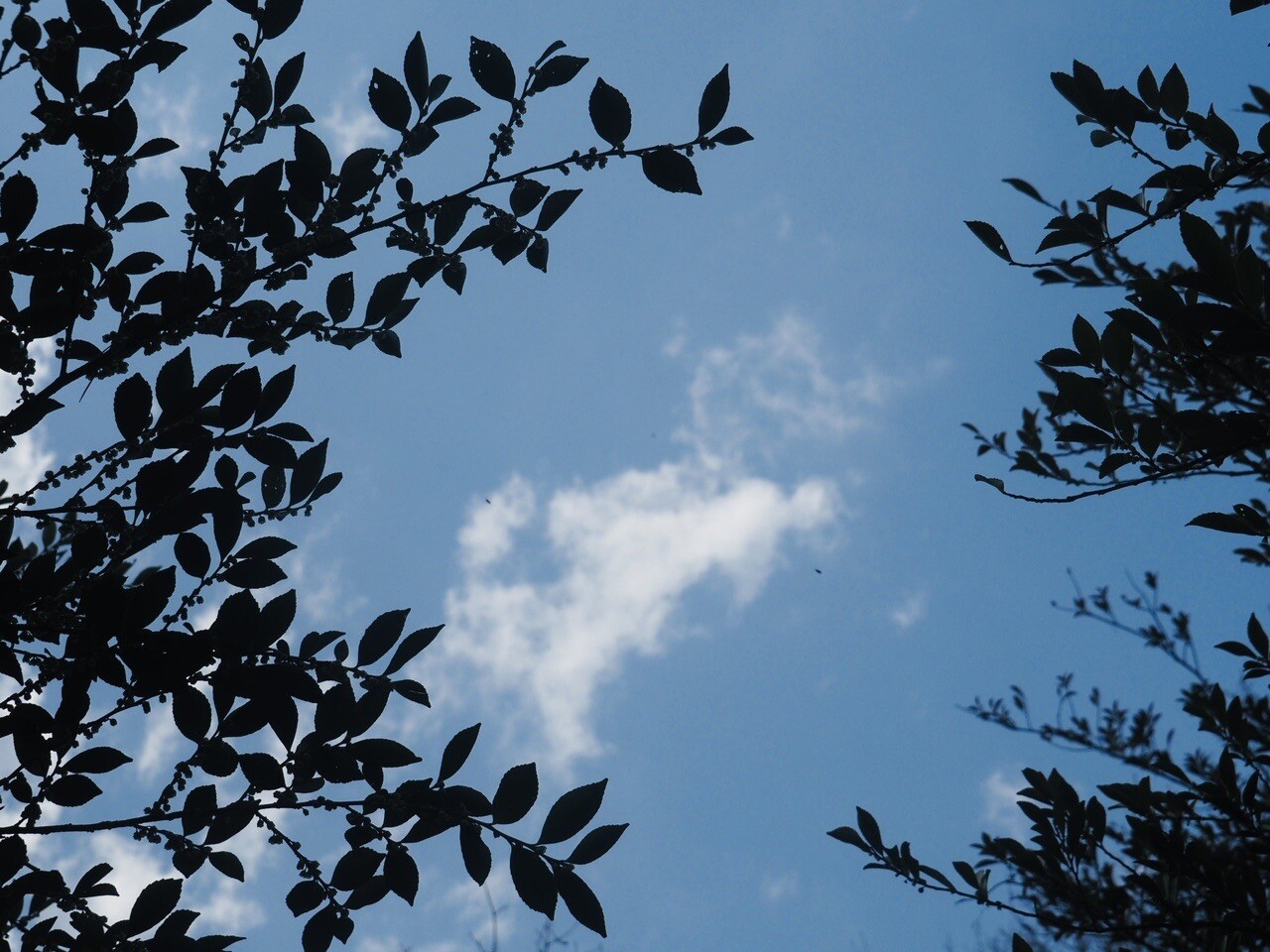 鳩吹山 / kaoさんの鳩吹山の活動データ | YAMAP / ヤマップ