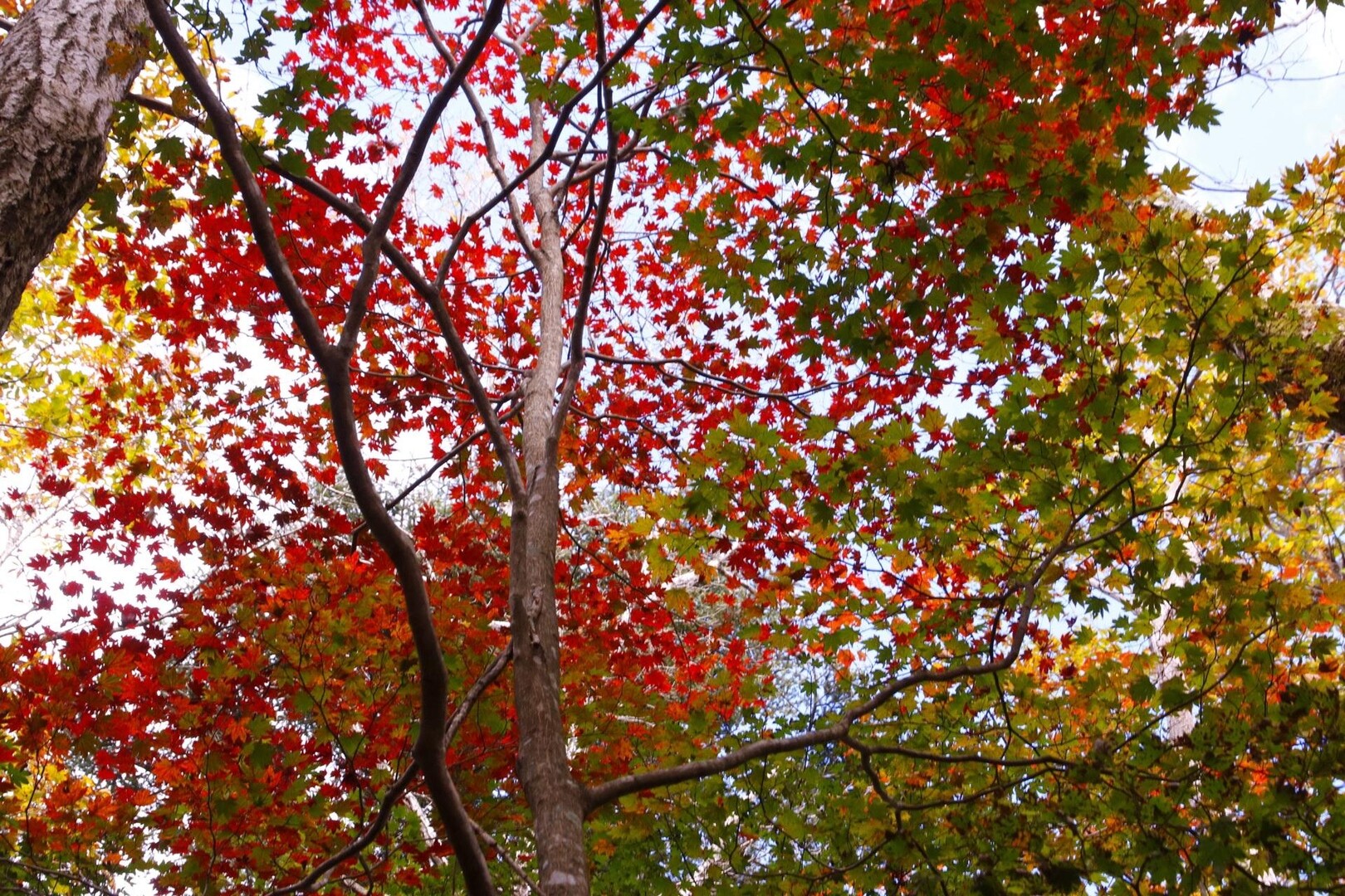 小五郎山 / yo-jiさんの小五郎山の活動データ | YAMAP / ヤマップ