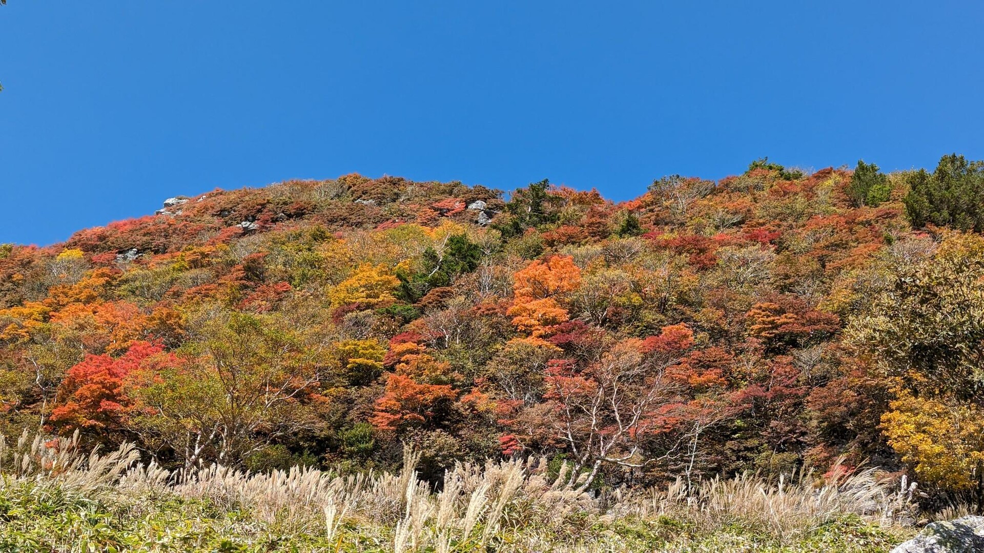 紅葉真っ只中！ 三嶺 / setoumi よっしーさんの三嶺・天狗塚・石立山の活動データ | YAMAP / ヤマップ