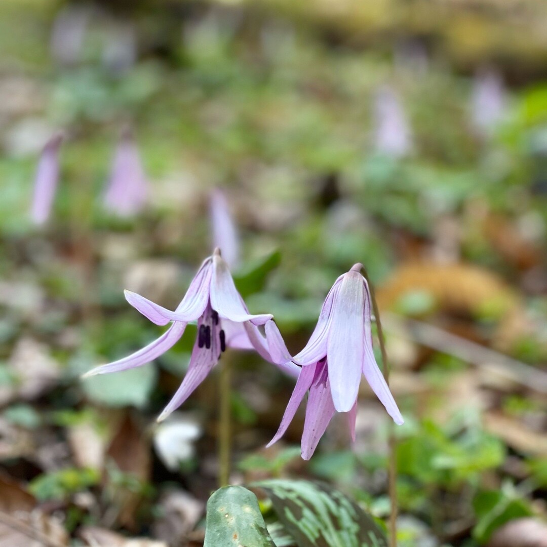 カタクリ観賞(^^) 保存会の皆様に感謝... / ryosui_ さんのモーメント | YAMAP / ヤマップ
