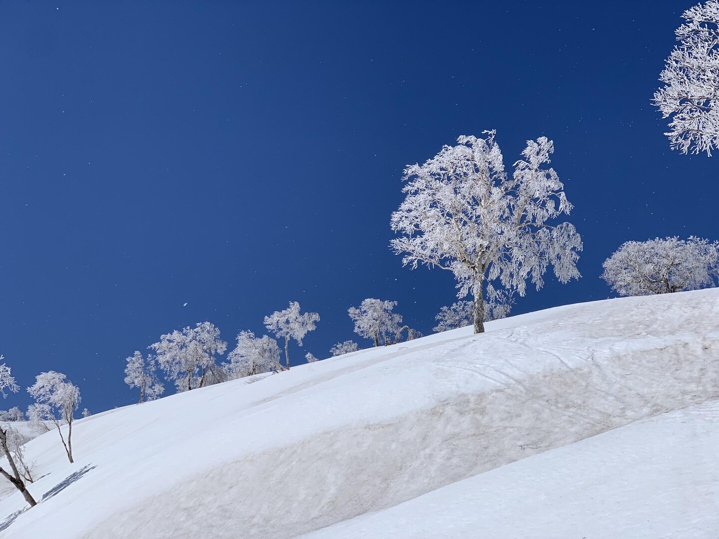 朝喝☆朝里岳②BC / bono.さんの余市岳・定山渓天狗岳の活動データ | YAMAP / ヤマップ