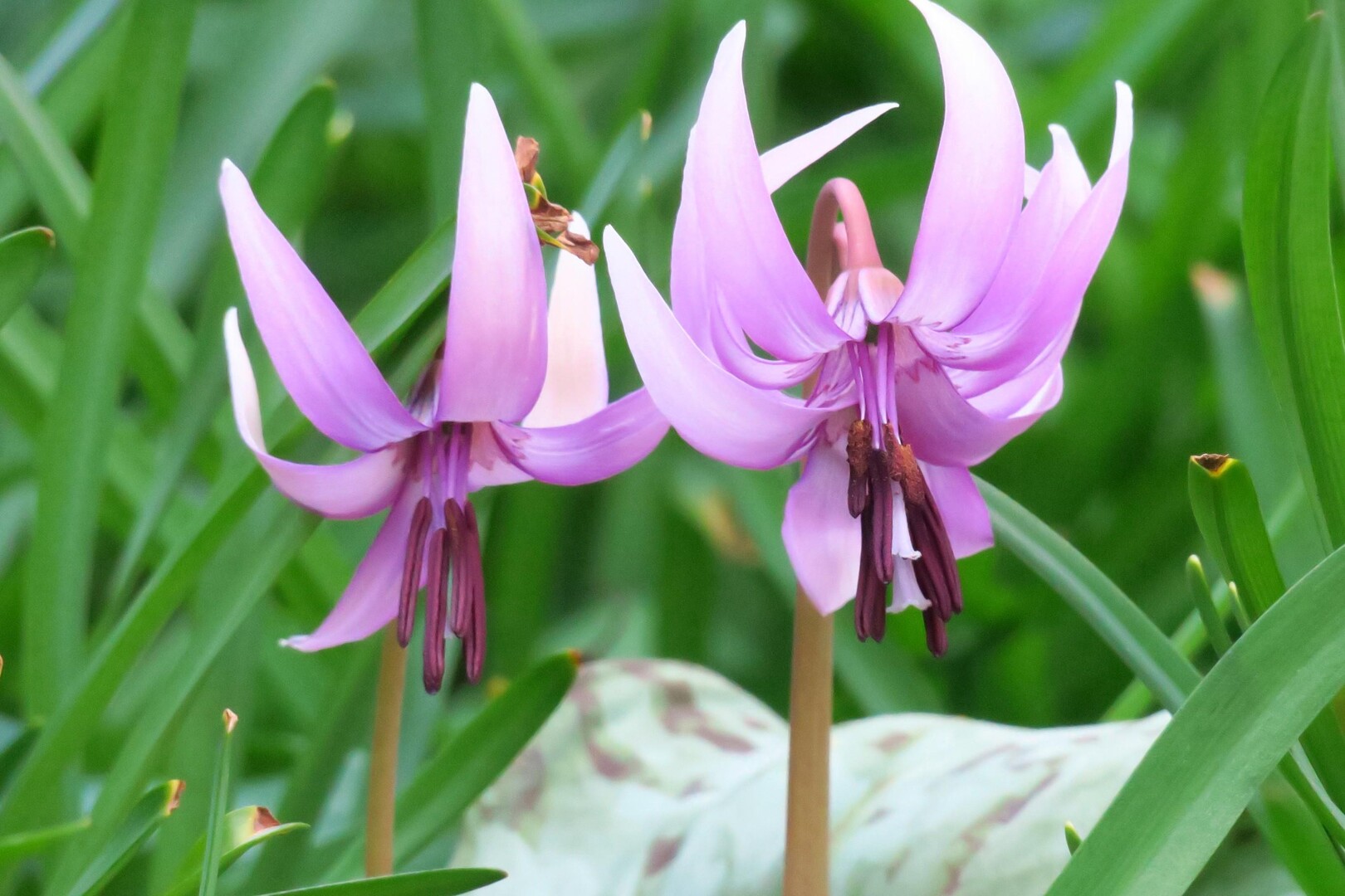 春を探して 三毳山・中岳・カタクリ山 / Koikoiさんの三毳山の活動データ | YAMAP / ヤマップ