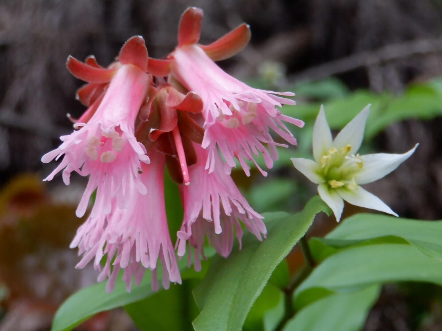 文殊山（R06-7） / Ichiさんの文殊山の活動データ | YAMAP / ヤマップ