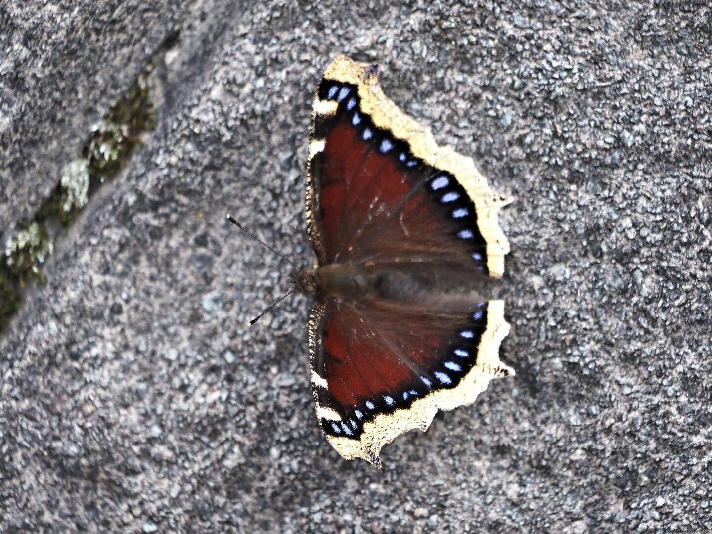 これからの時期もまだまだお目にかかれる、... / JICKさんのモーメント | YAMAP / ヤマップ