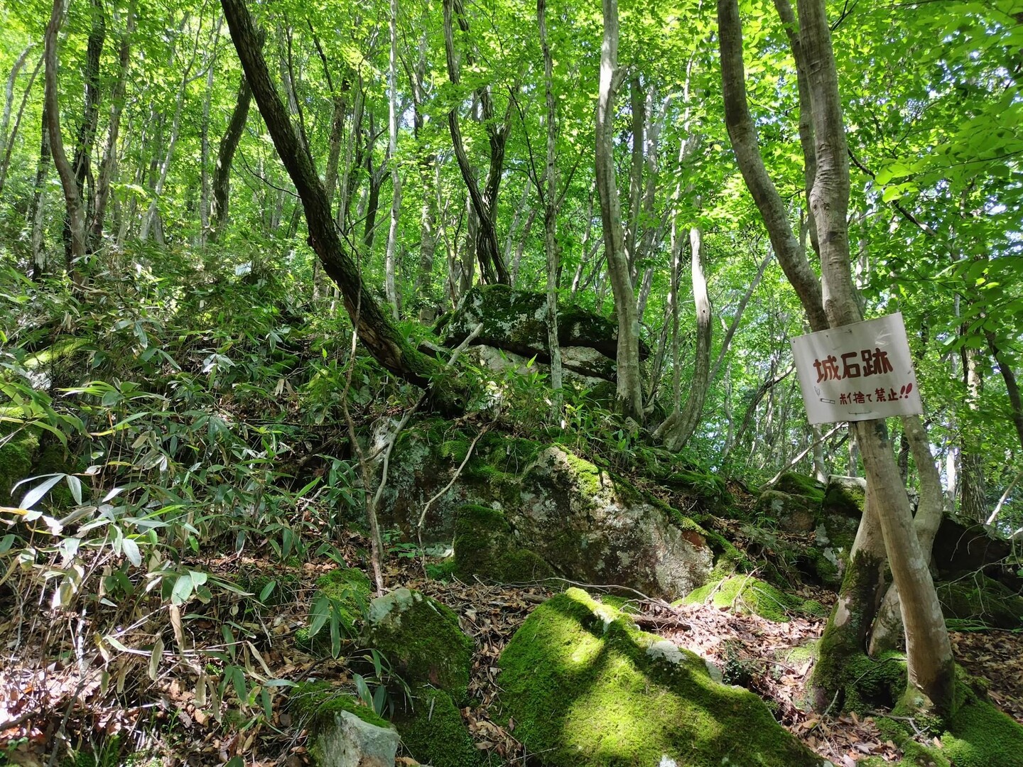 雲城山 / mipotさんの雲月山・大潰山・大佐山の活動データ | YAMAP / ヤマップ