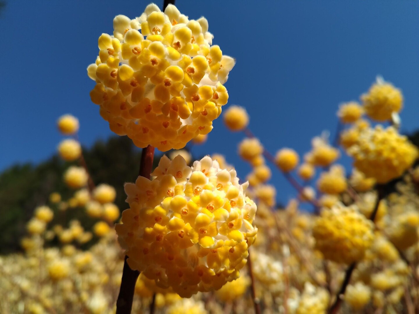 行者山・根本山・十二山・熊鷹山 / h.bloodさんの根本山・熊鷹山・氷室山の活動データ | YAMAP / ヤマップ