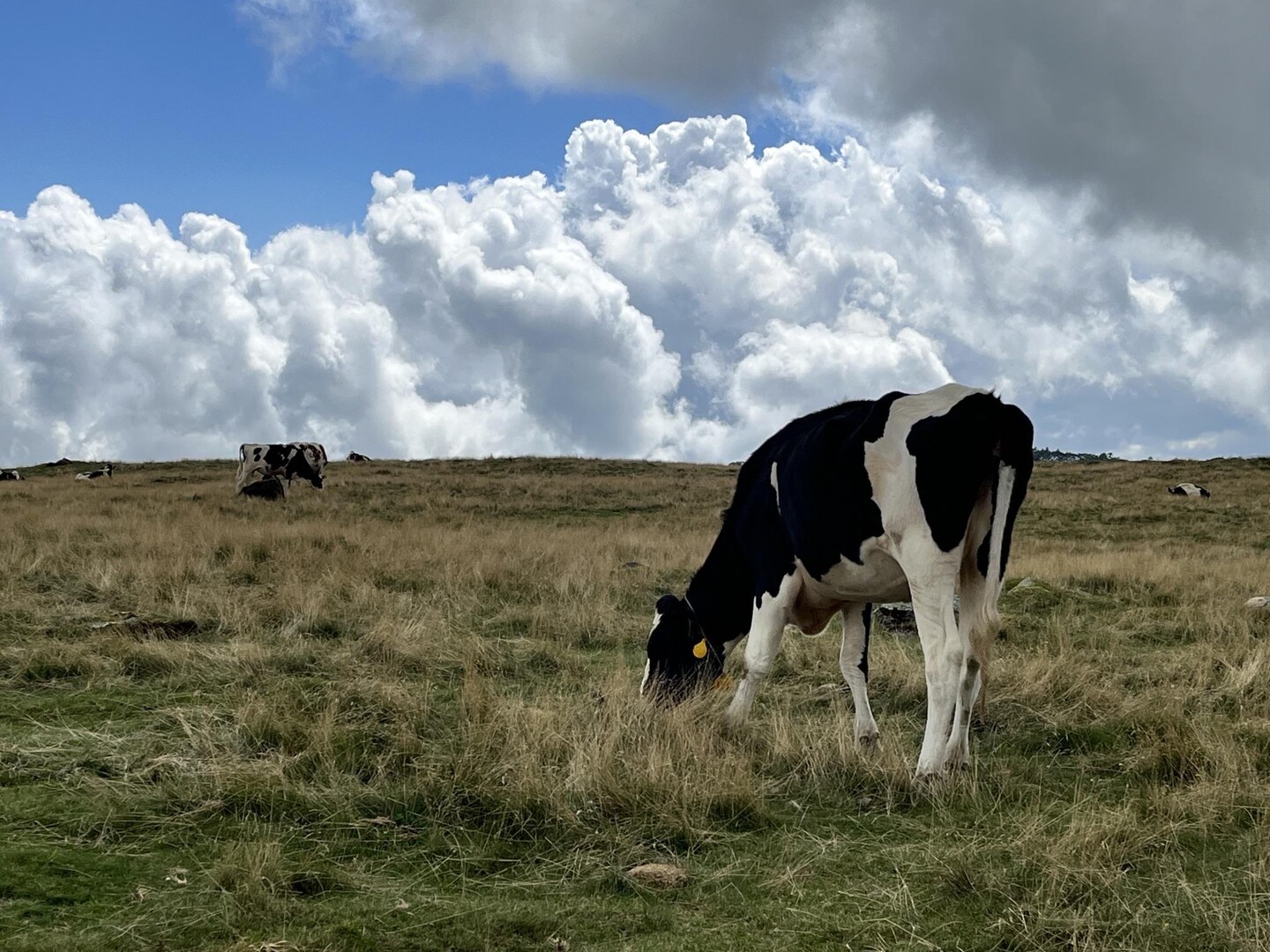 茶臼山・美ヶ原（王ヶ頭）・王ヶ鼻 / miki_aiさんの美ヶ原の活動データ | YAMAP / ヤマップ