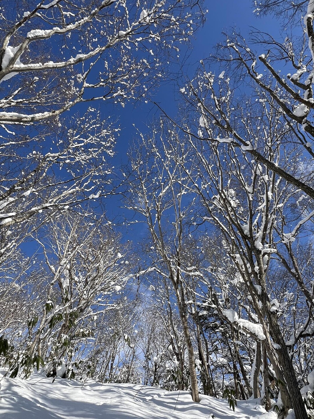 気持ちいい山日和☀️瀞台（馬追山） / 翠chan🐖さんの馬追丘陵・長官山・瀞台（馬追山）の活動データ | YAMAP / ヤマップ